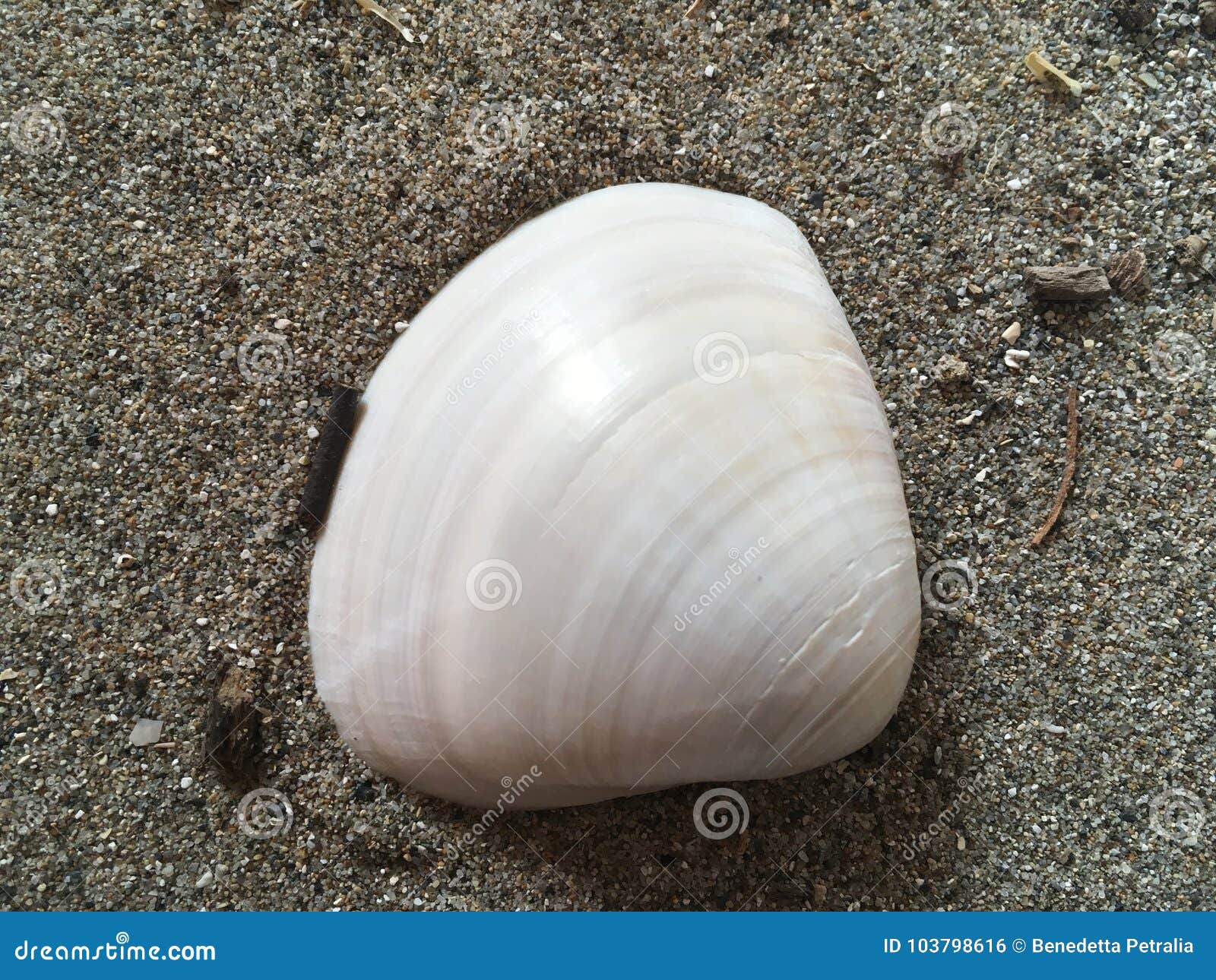 White shells on the beach stock photo. Image of conchiglia - 103798616