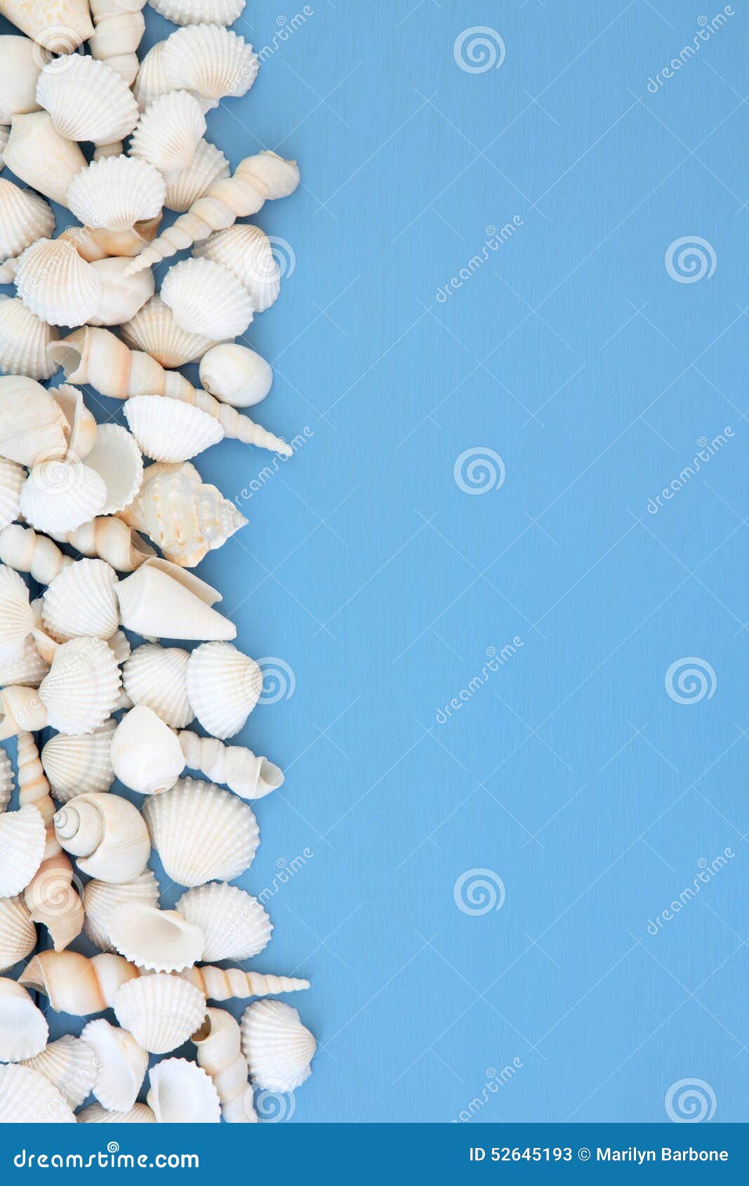 White Shells on Blue stock image. Image of collection - 52645193