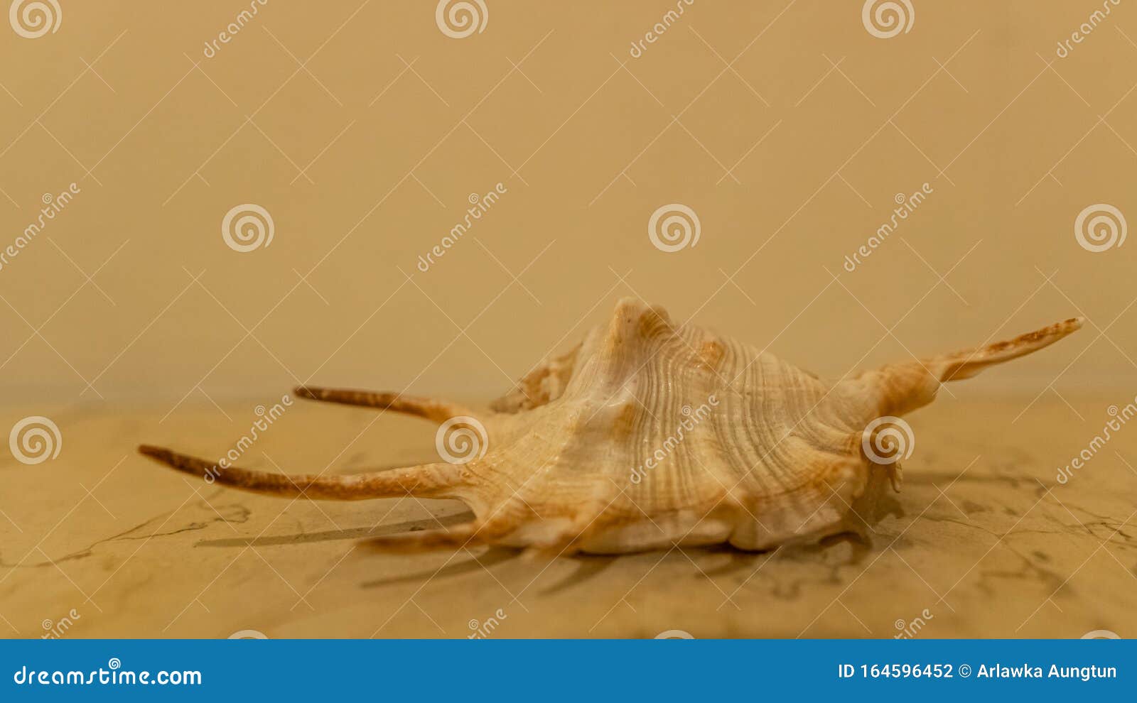White Sea Shells on the Floor Stock Photo - Image of pebbles, mollusk ...