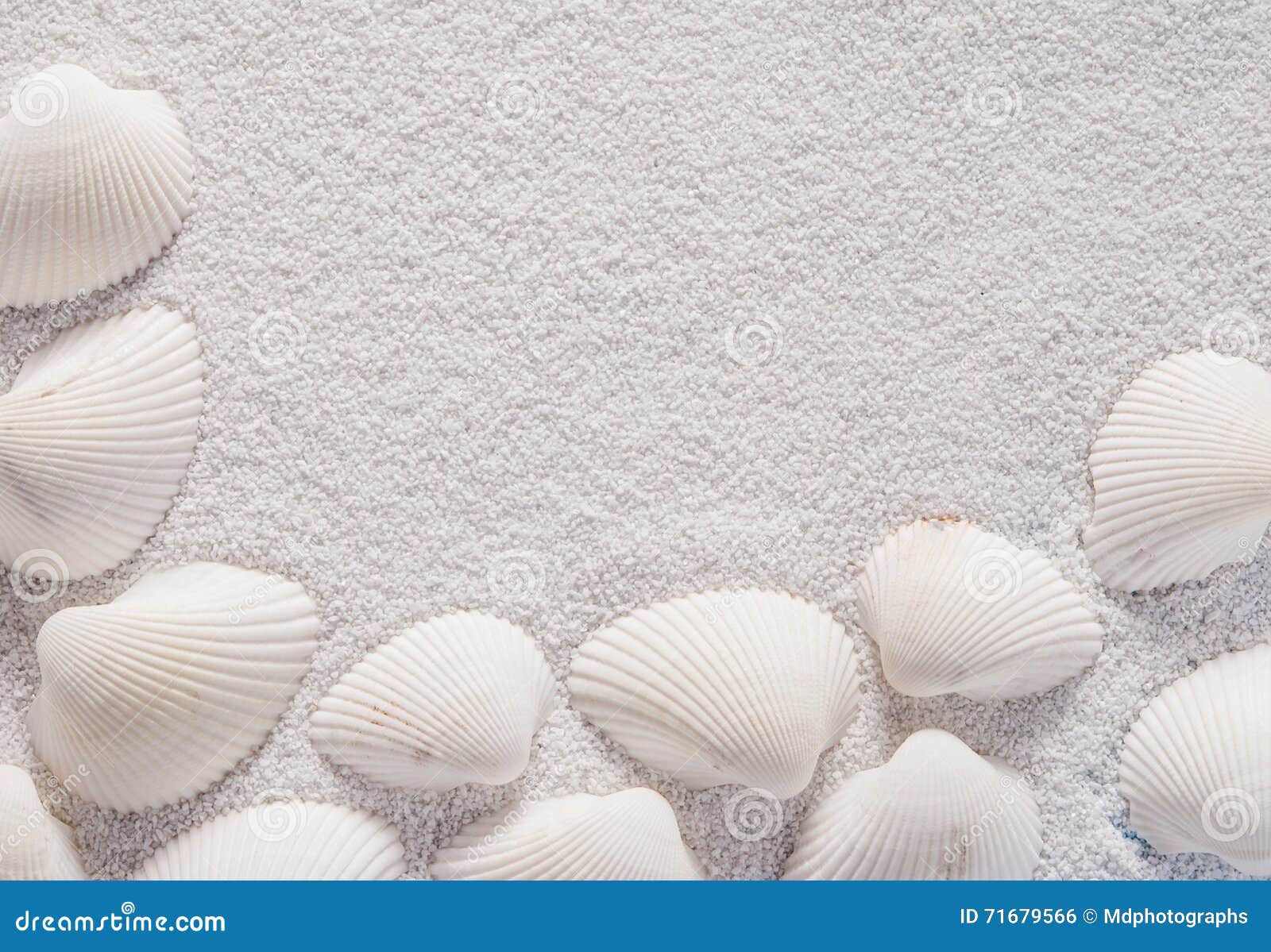 White Shells Close Up on White Stock Photo - Image of holiday, close ...