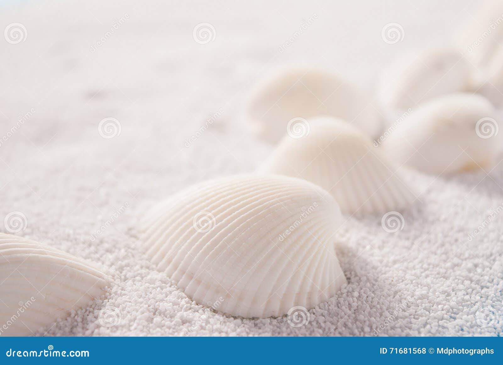 White Shells Close Up on White Stock Photo - Image of background, sand ...