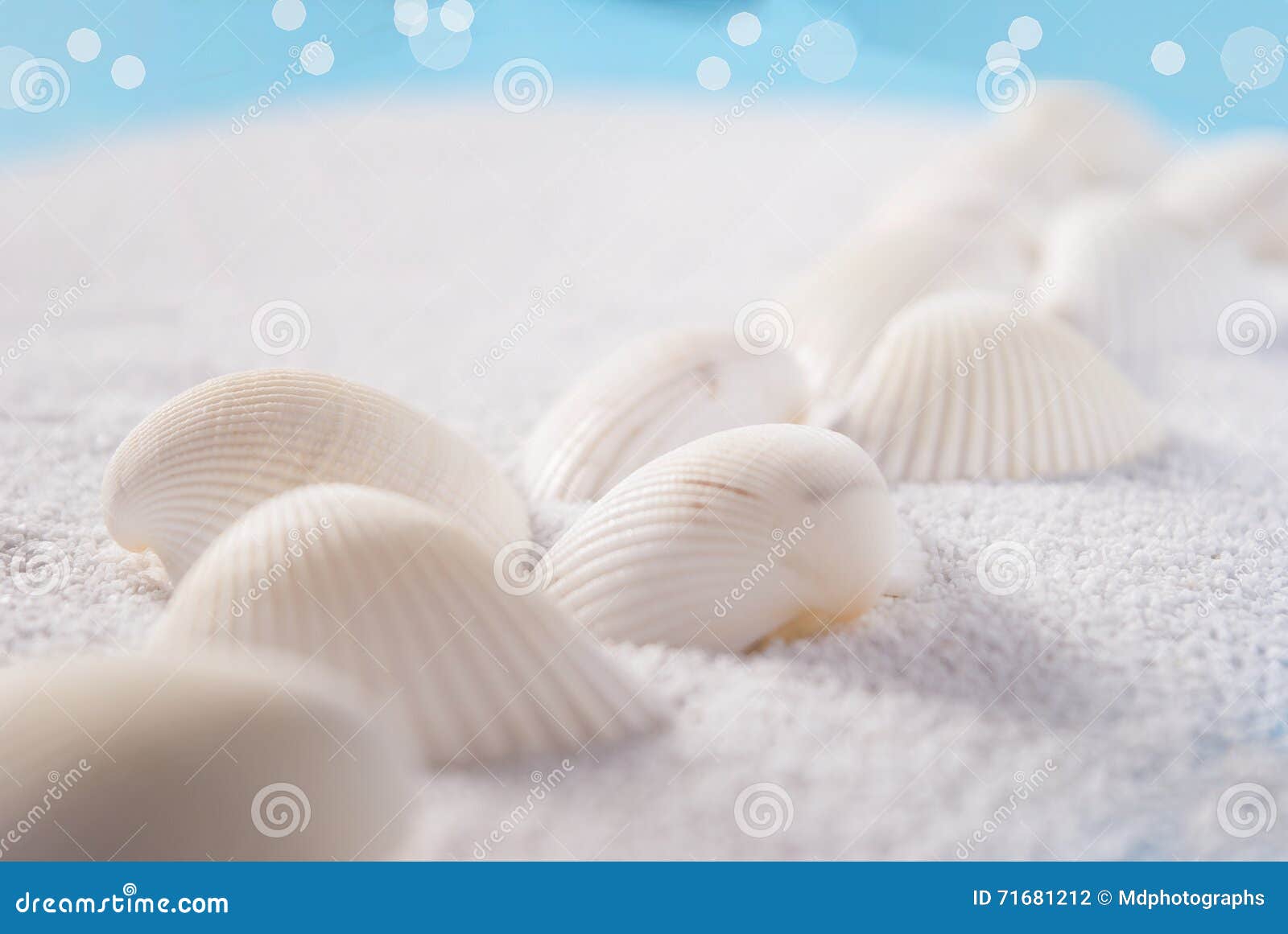 White Shells Close Up on White Sand Stock Photo - Image of bokeh ...