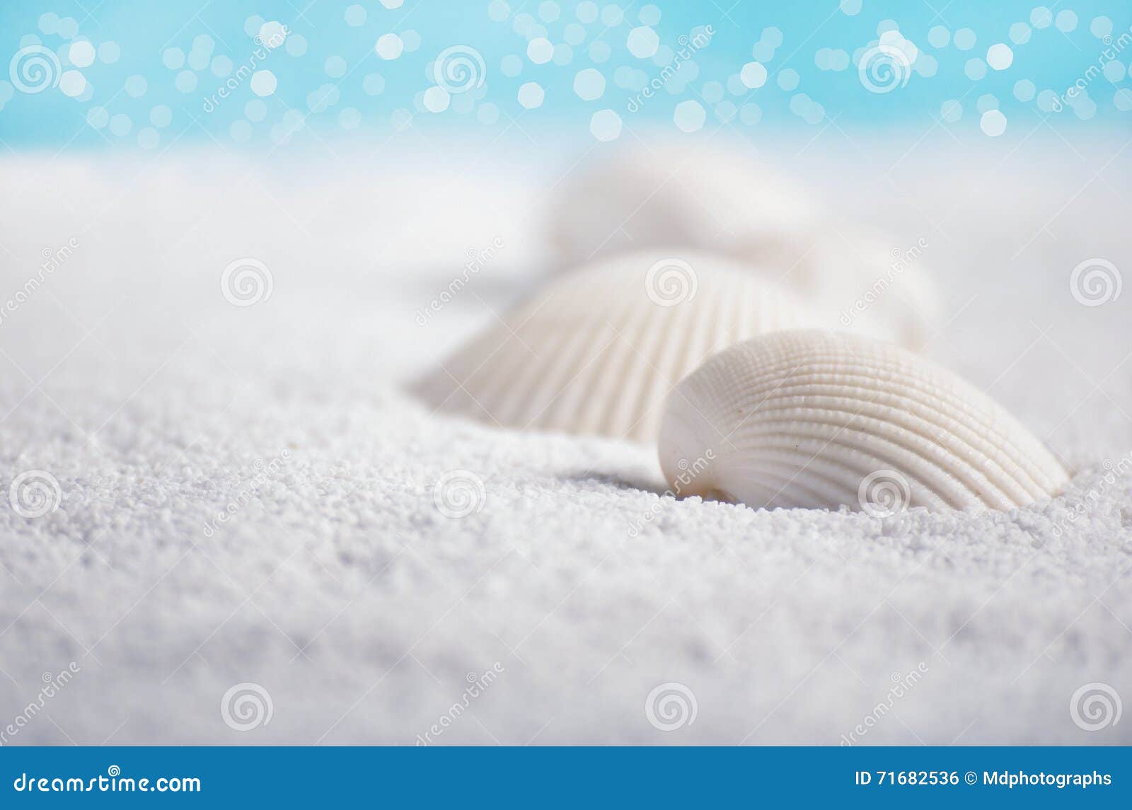 White Shells Close Up on White Sand Stock Photo - Image of nature ...