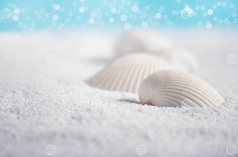 White Shells Close Up on White Sand Stock Photo - Image of nature ...