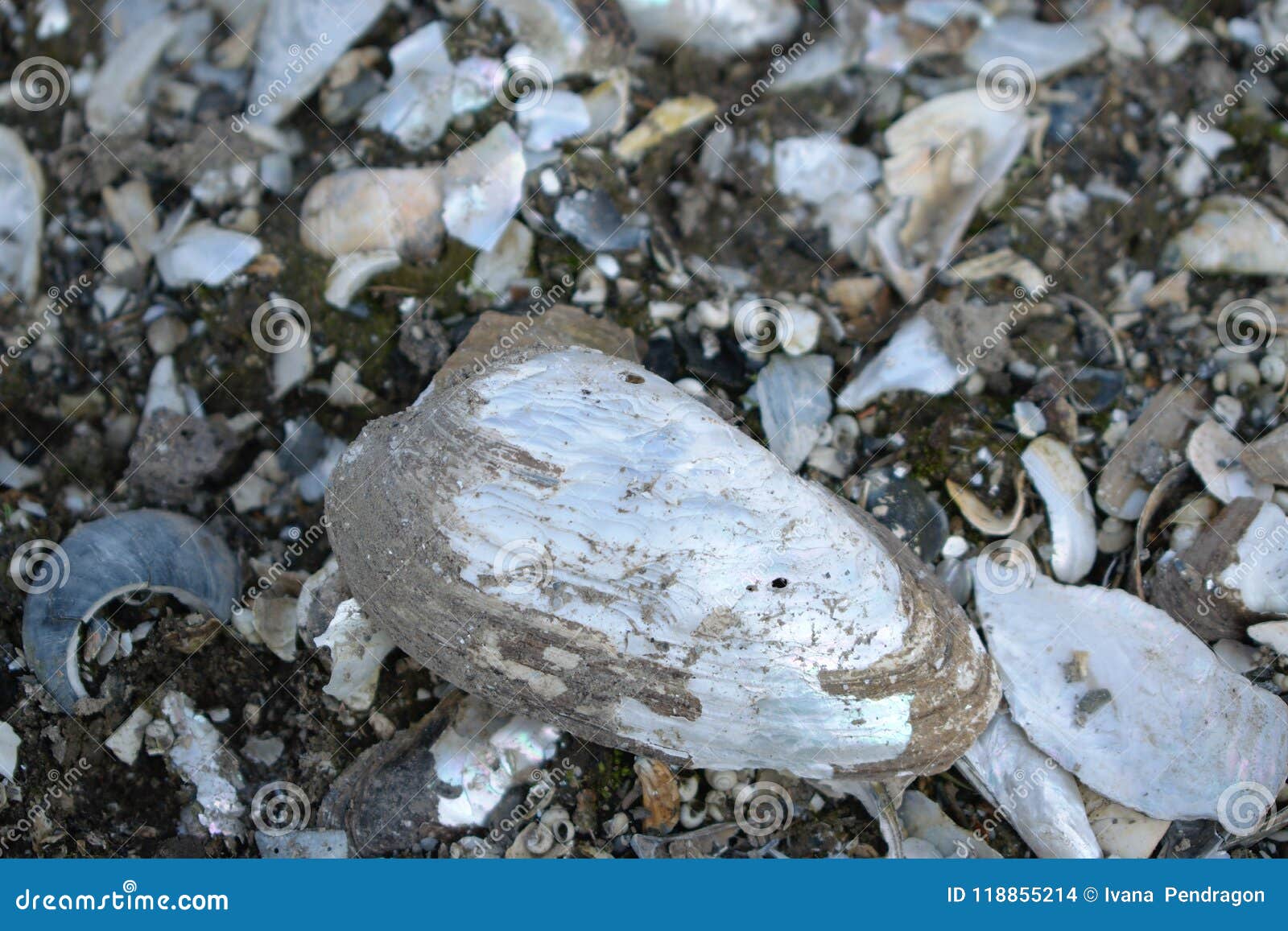 White Shells stock photo. Image of white, nature, outdoors - 118855214