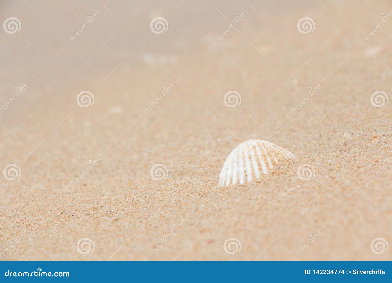 White Shells and Coral in the Sand on the Seashore Stock Photo - Image ...
