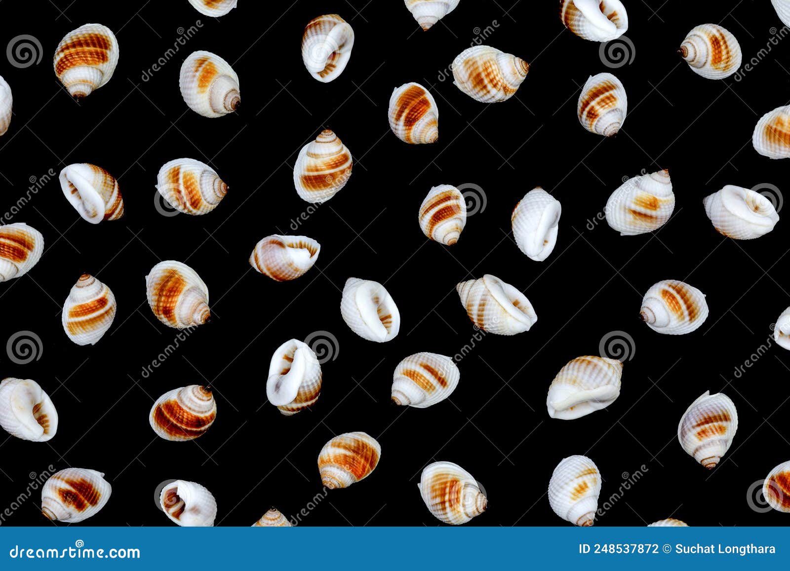 White Shells from Different Angles Isolated on a Black Background Stock ...