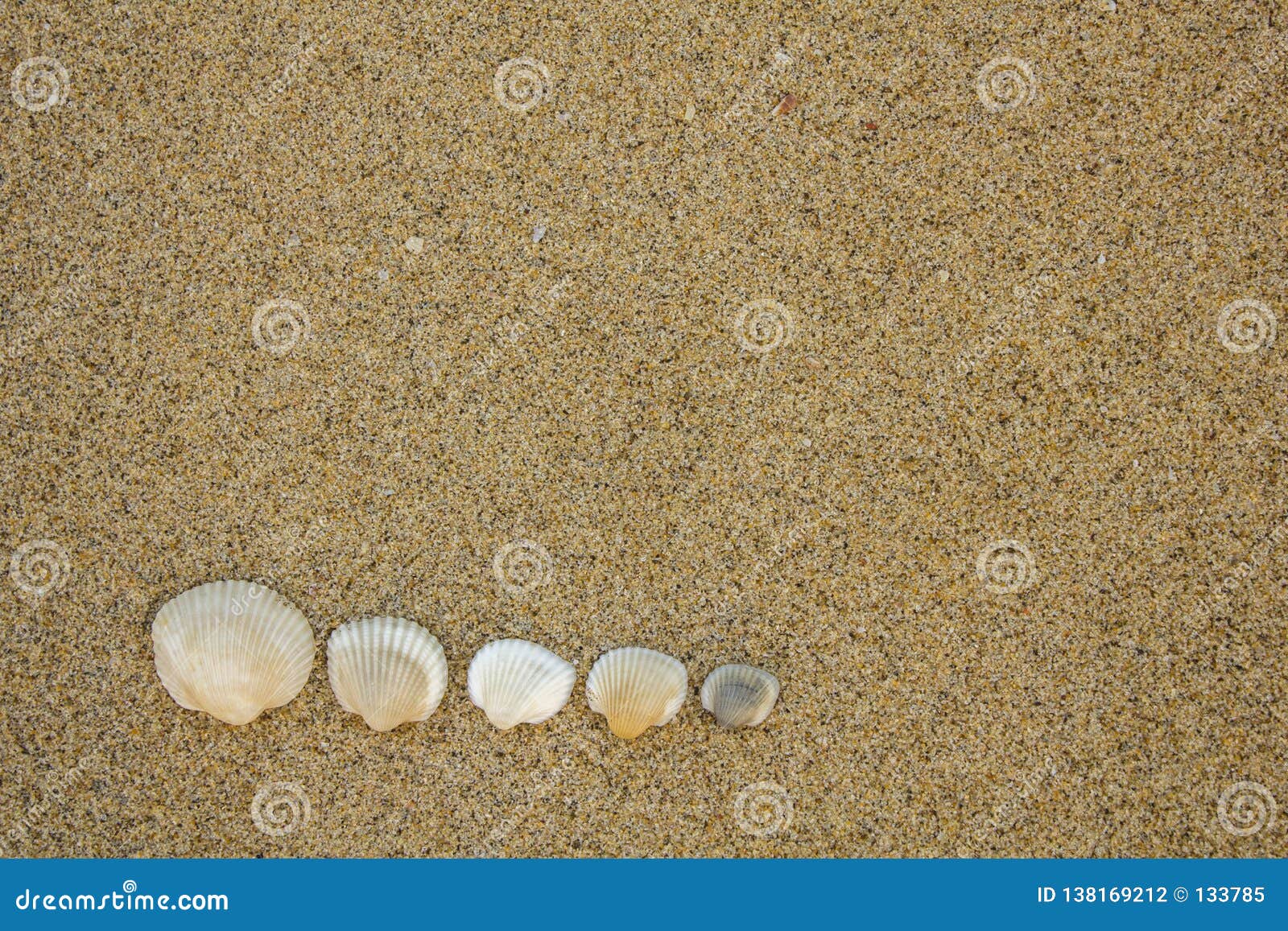 A White Shells of Different Sizes on the Sand Close-up. Natural Surface ...