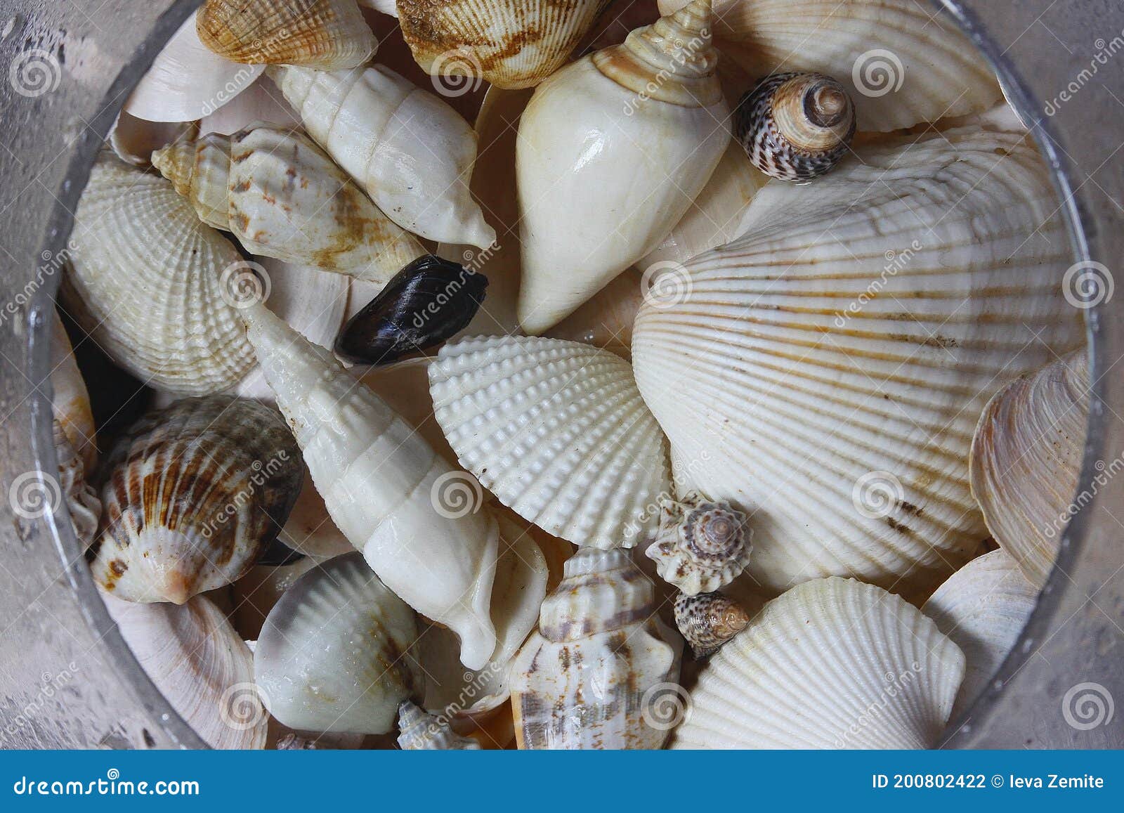 Shell background. stock photo. Image of material, ornament - 200802422