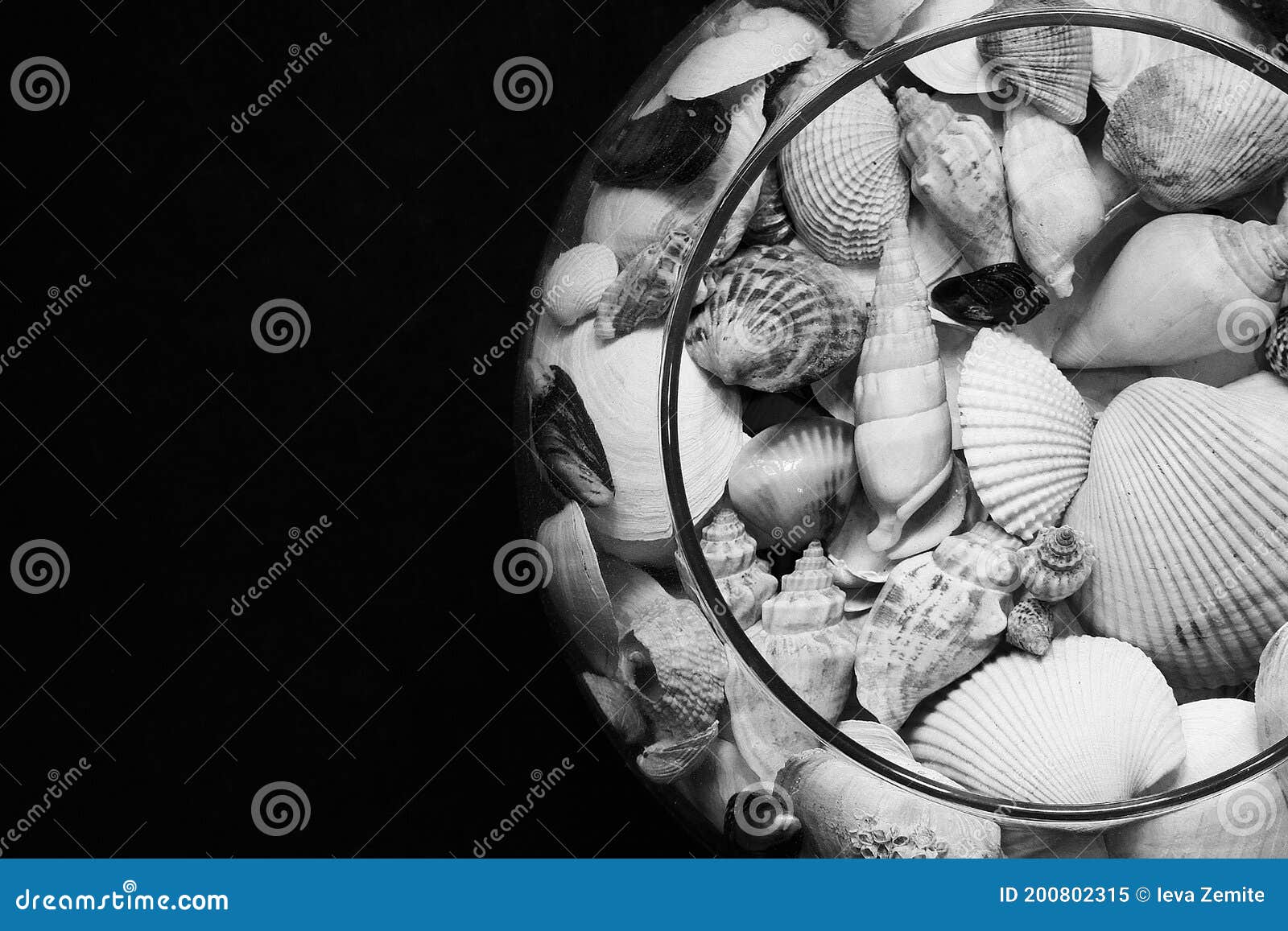 Shell Background. Black Background. Stock Image - Image of black ...