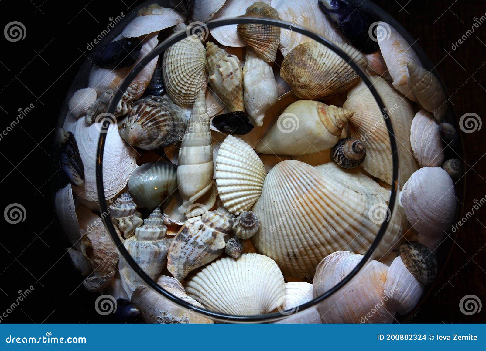 Shell Background. Black Background. Stock Photo - Image of decoration ...