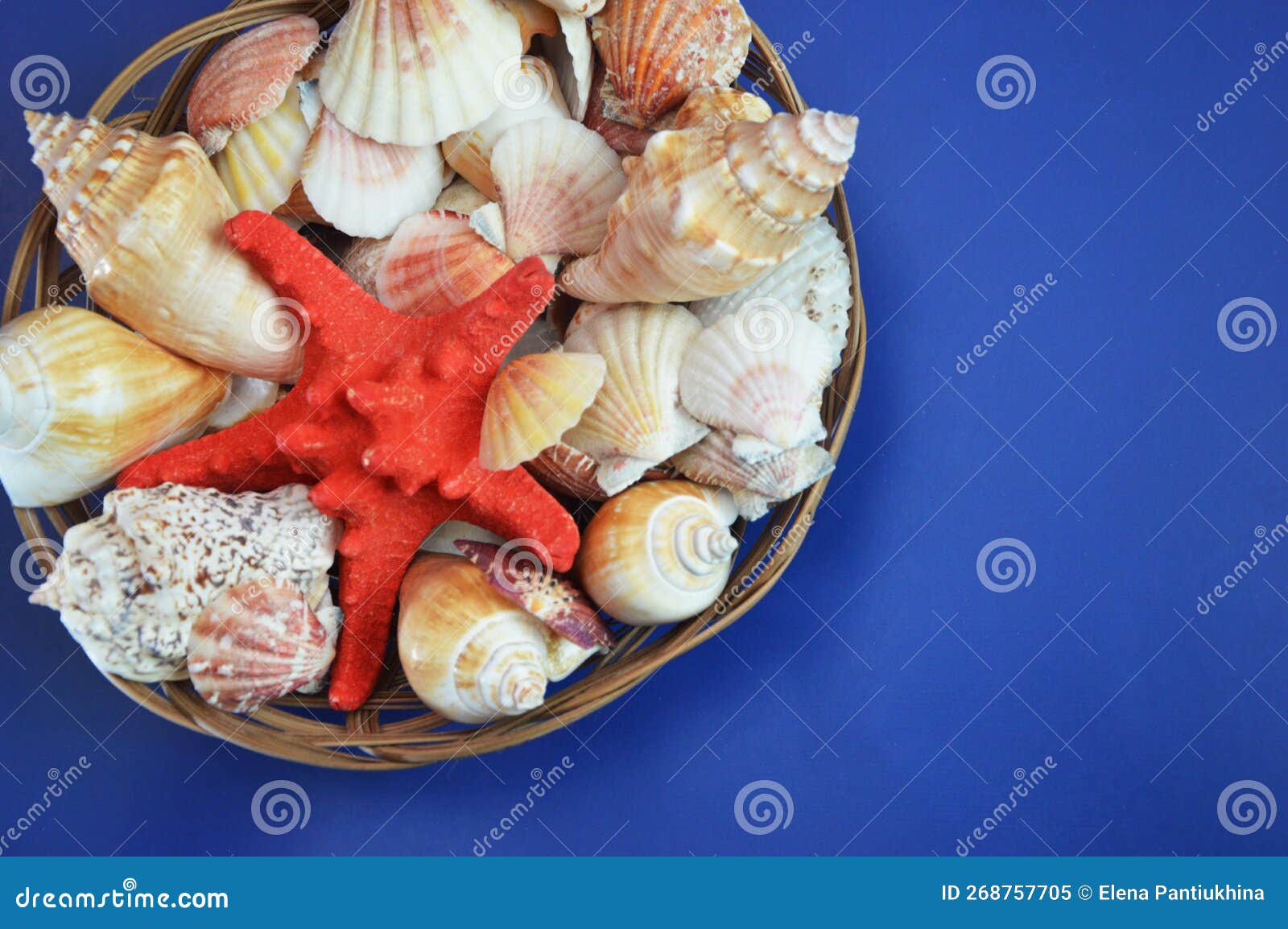 White Shells, Red Starfish on a Blue Background. Free Space for Text ...
