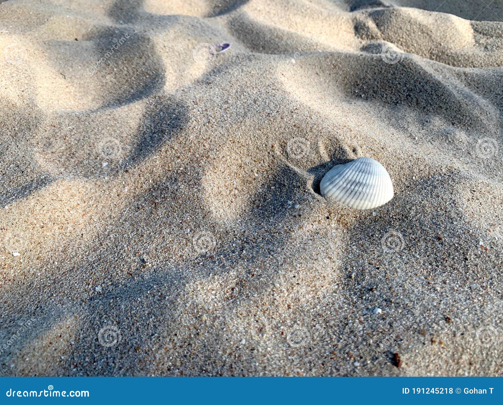 White shells in the sand stock photo. Image of ocean - 191245218