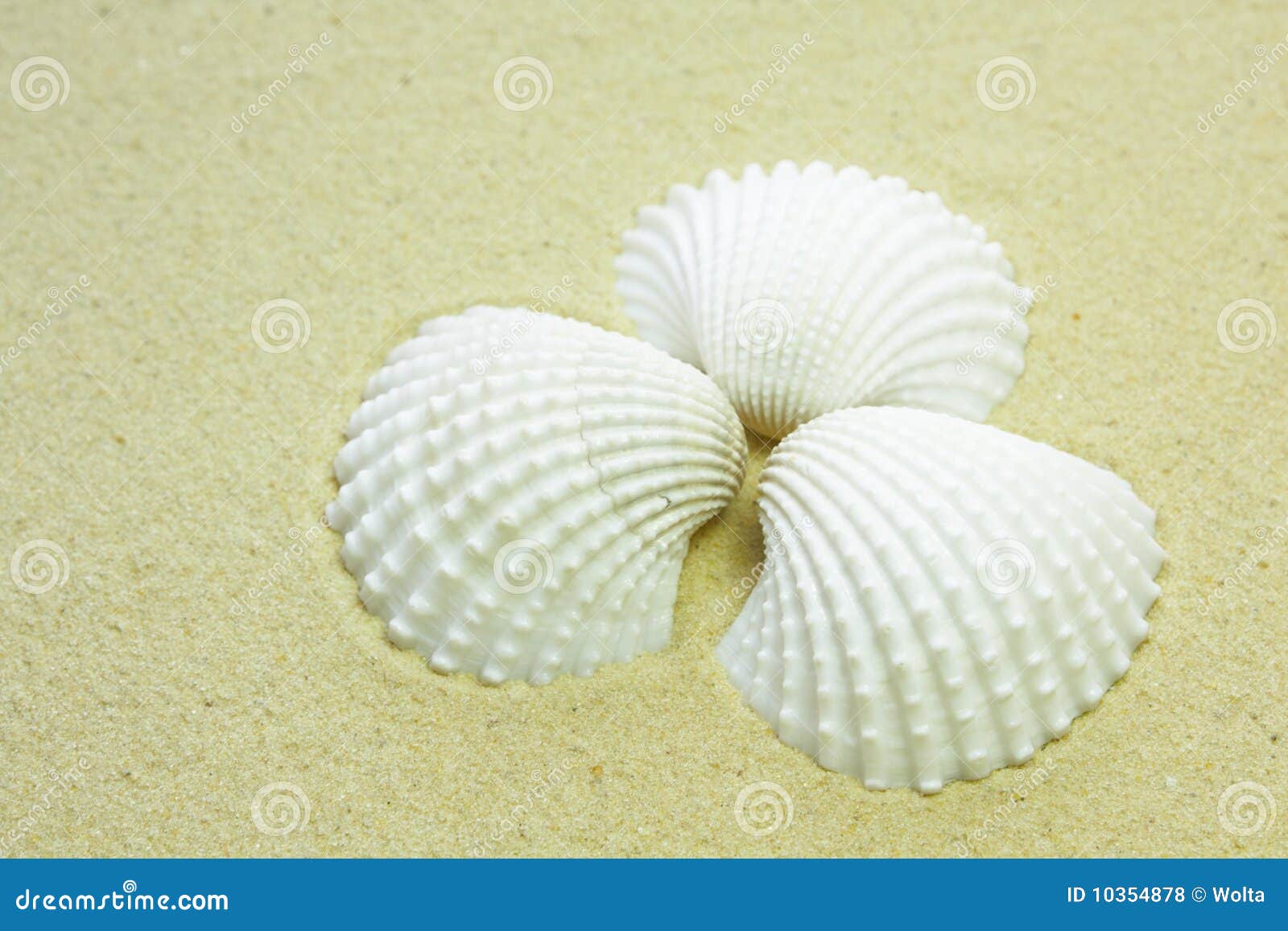 White Shells on a Sandy Beach Stock Photo - Image of relax, vacation ...