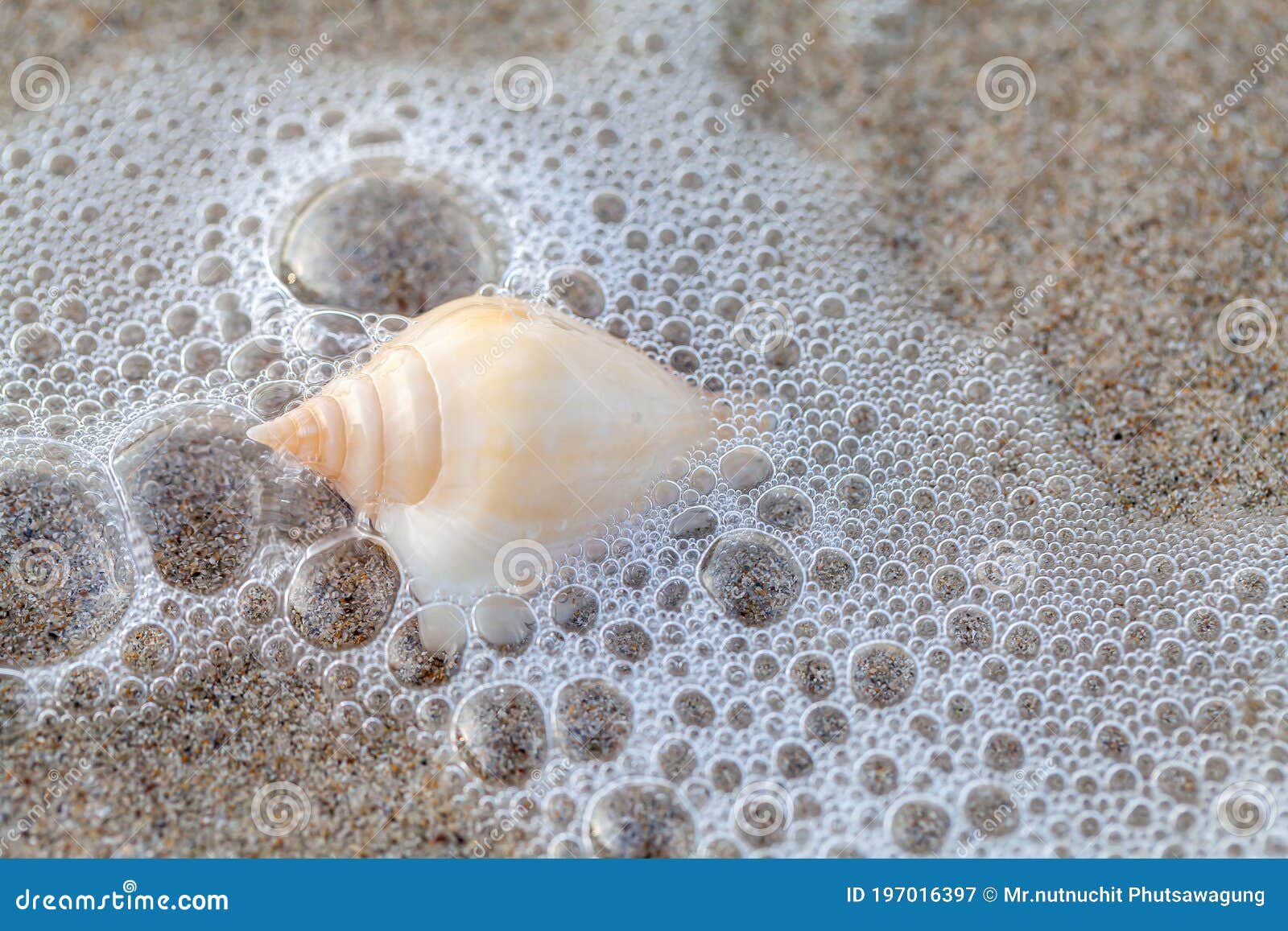 A White Shells on a Sandy Beach. Surf Waves with Foam Bubbles on the ...