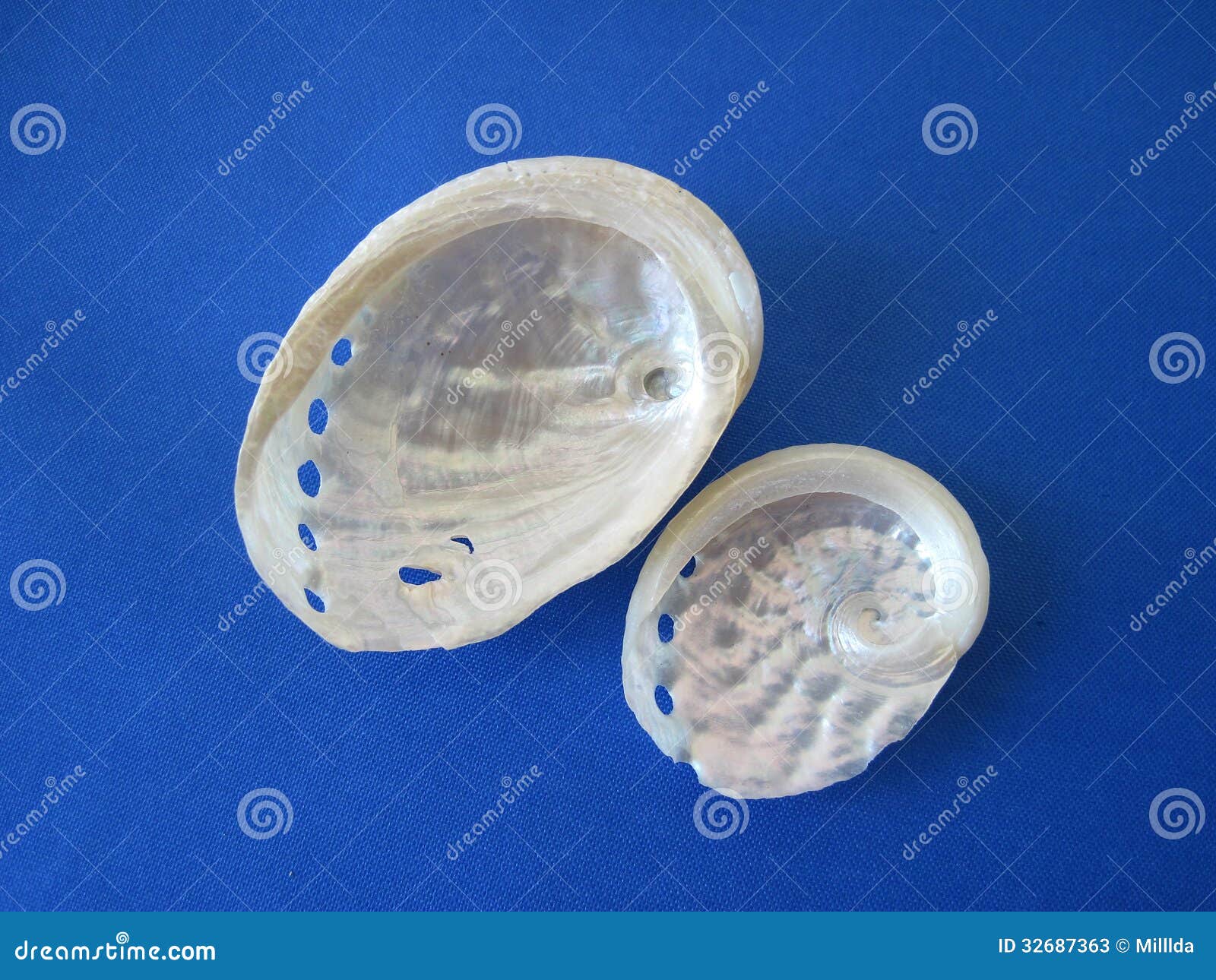 White shells stock image. Image of surface, closeup, white - 32687363