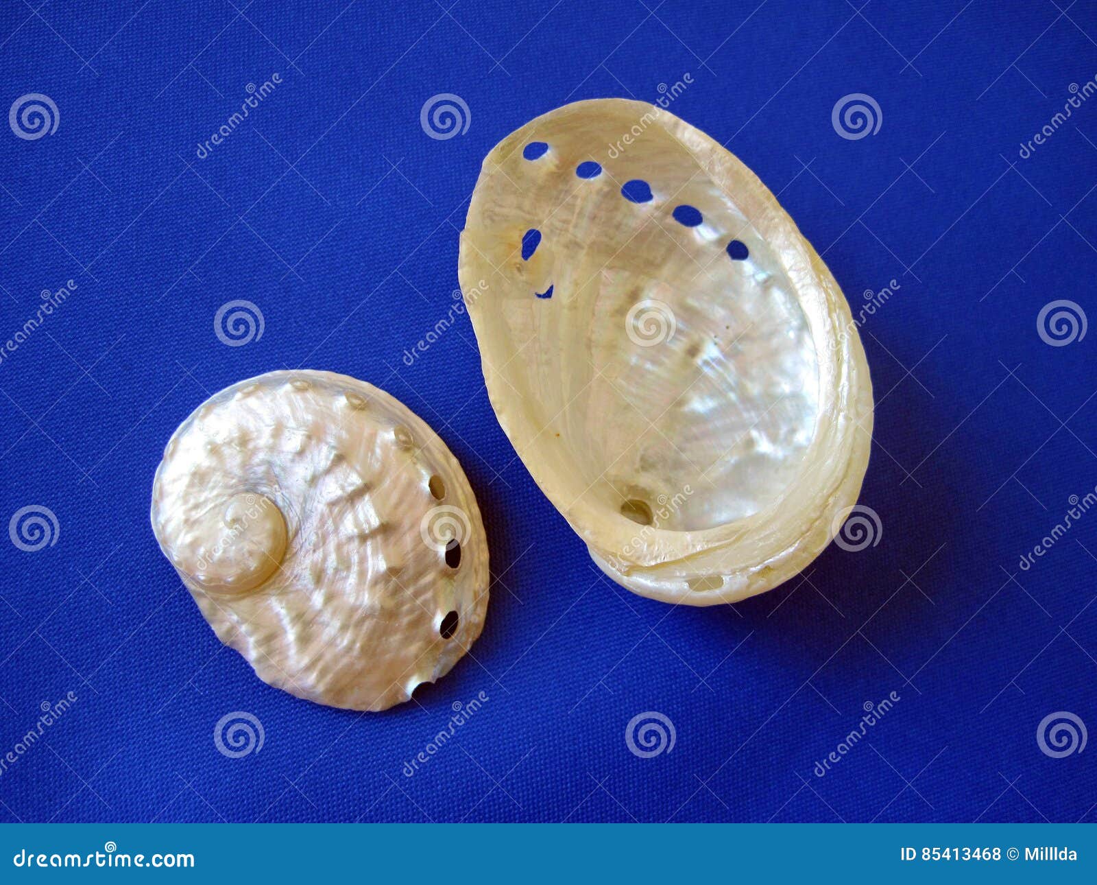 White shells stock photo. Image of background, hole, holes - 85413468