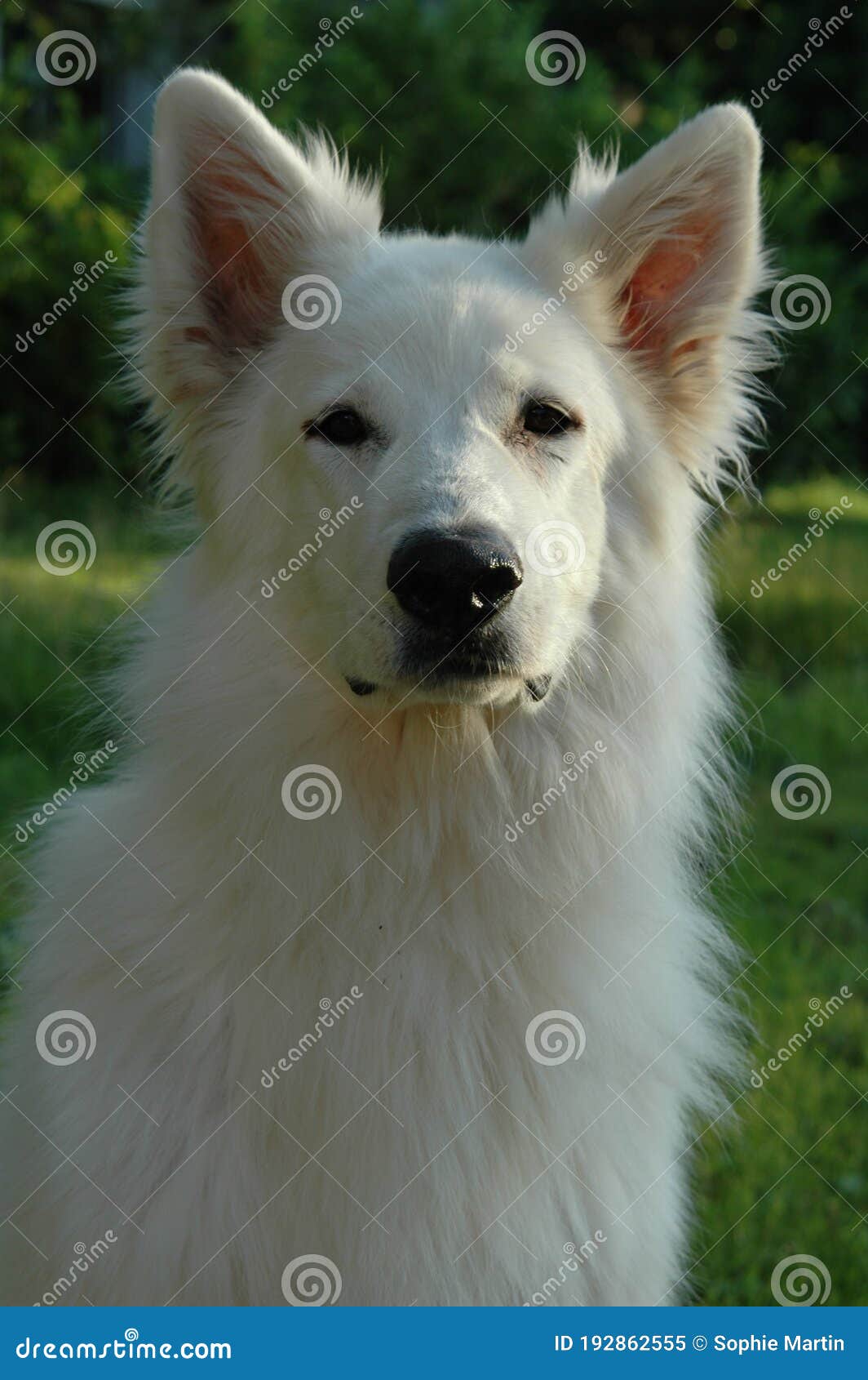 White shepard portrait stock image. Image of sheper - 192862555