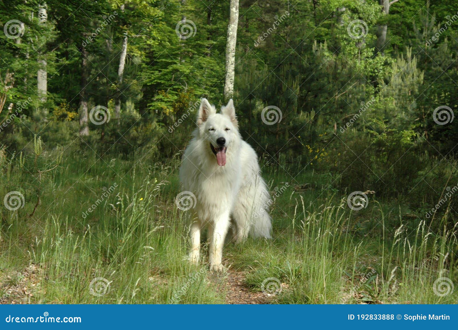 White Sheperd in the Forest Stock Photo - Image of forest, nature ...