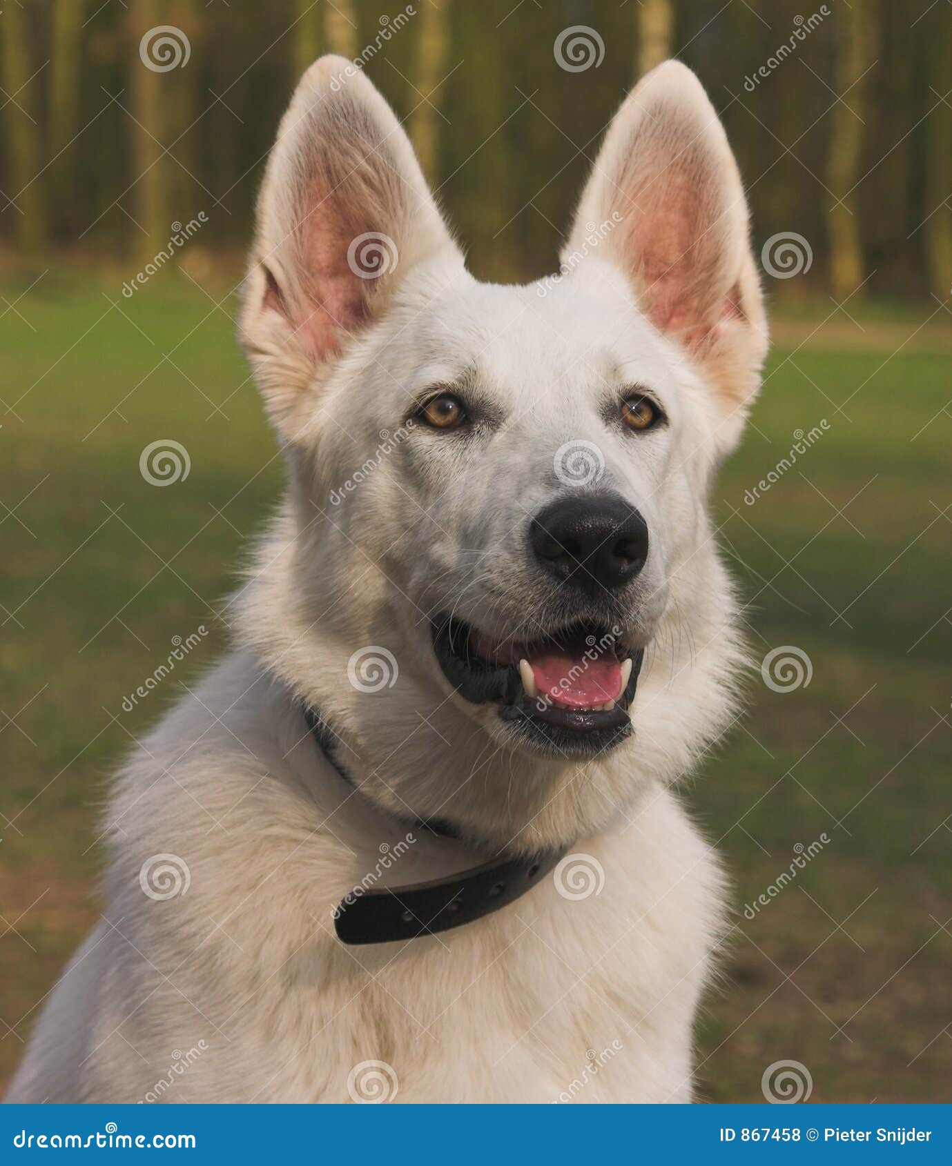 White Shepherd stock photo. Image of tongue, protect, patrol - 867458