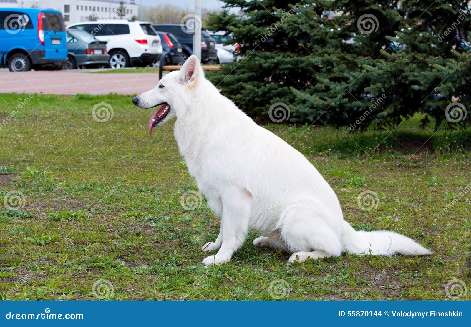 White Shepherd profile. stock photo. Image of swiss, park - 55870144