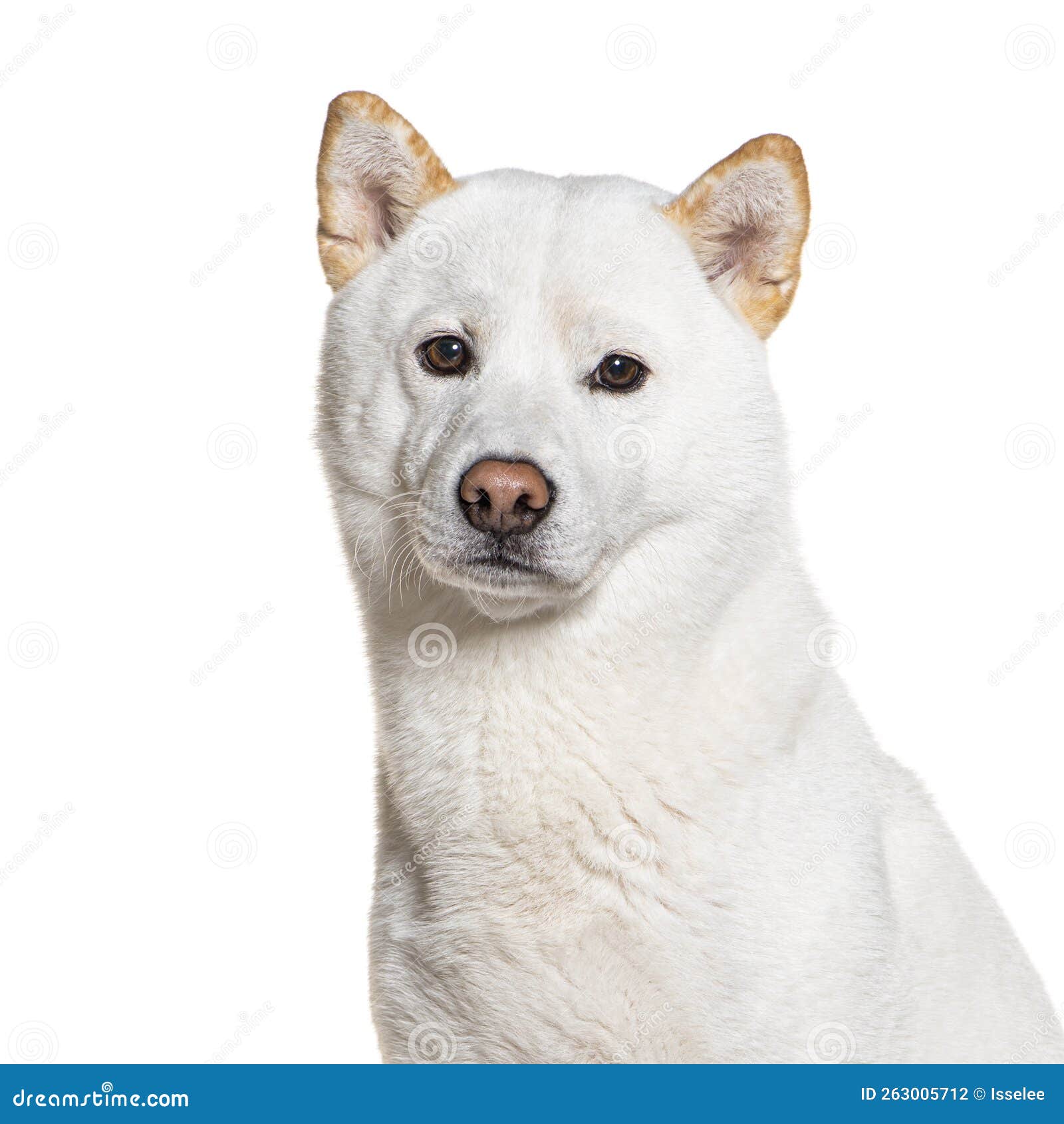 White Shiba Inu, Isolated on White Stock Photo - Image of mammal, close ...