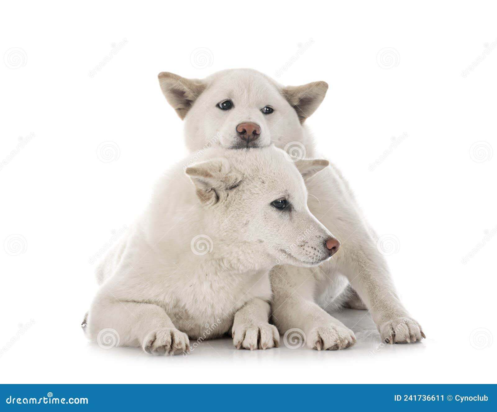White shiba inus in studio stock image. Image of female - 241736611