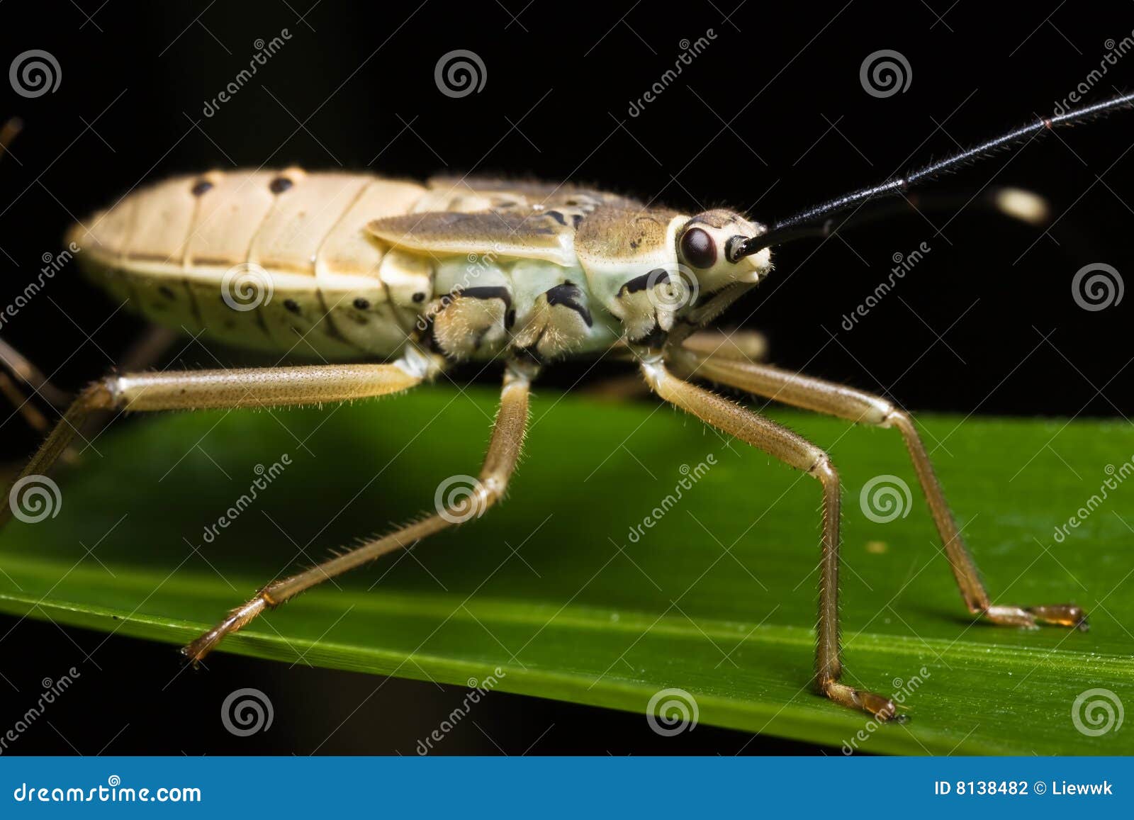 White shield Bug stock photo. Image of nature, wilderness - 8138482