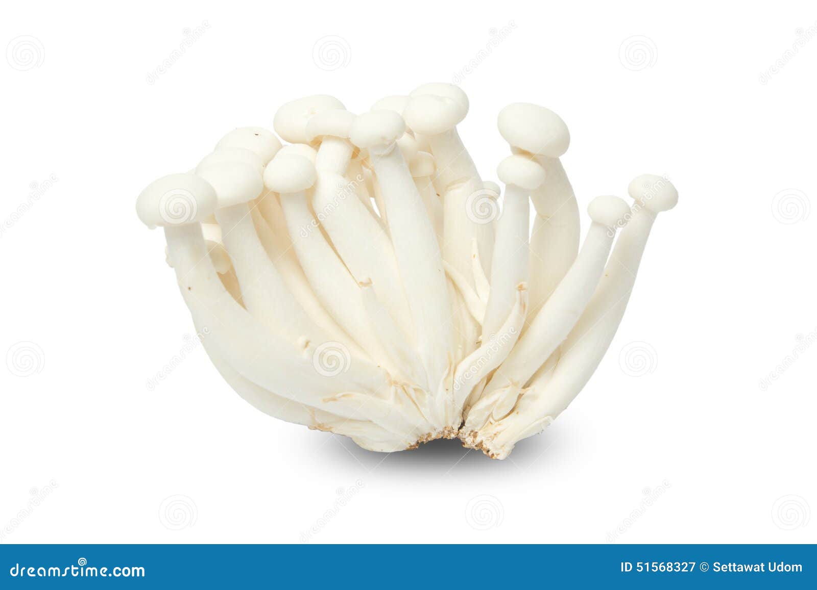 Shimeji Mushroom Close-up Isolated On White Background. Fresh White ...