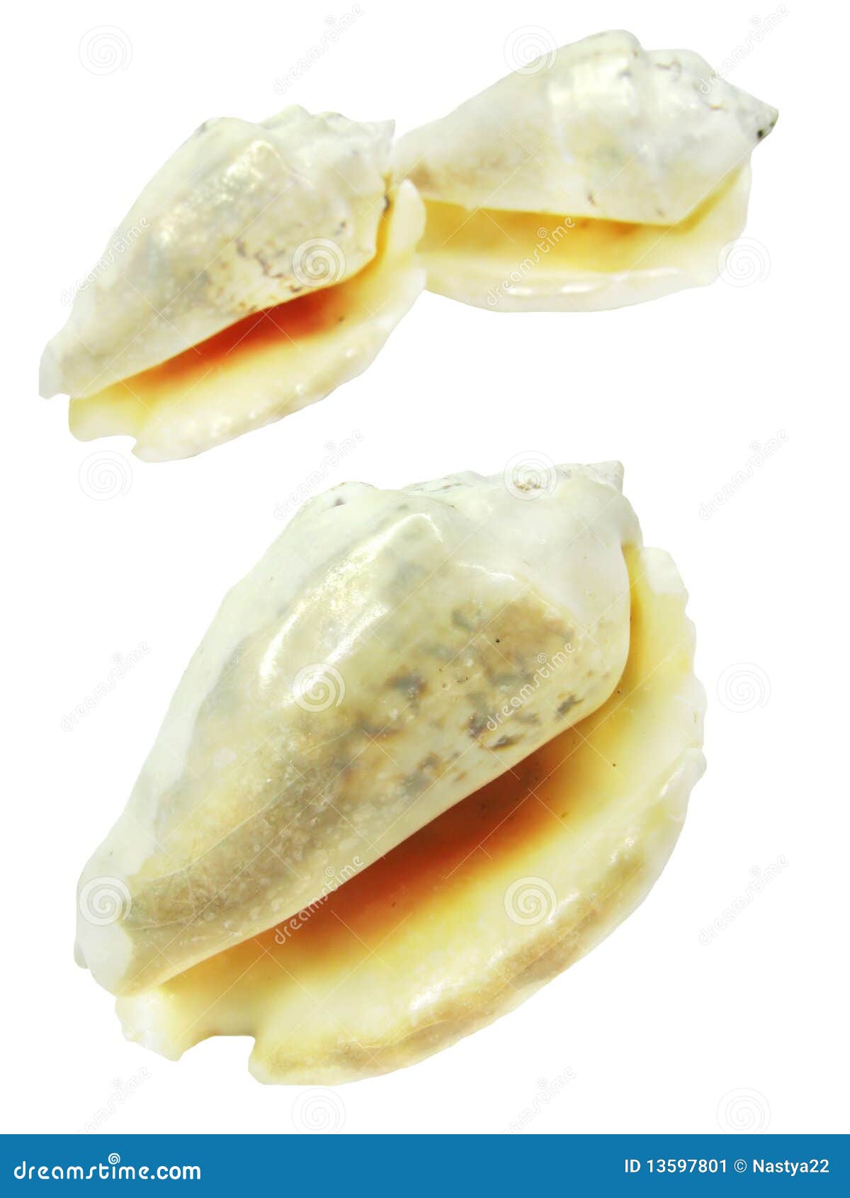 White shiny sea shell stock image. Image of objects, marine - 13597801