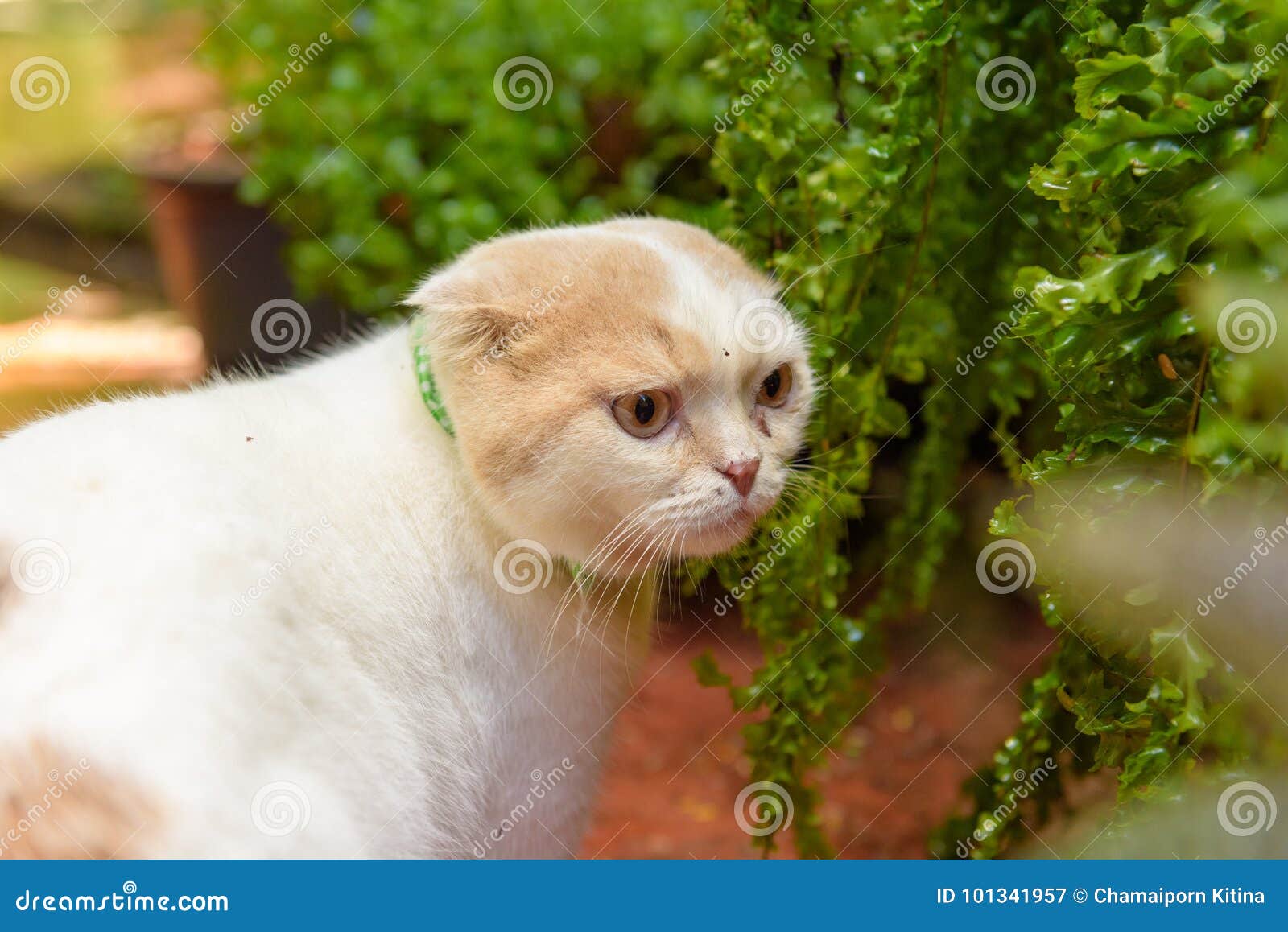 White Short Ear Cat in Garden Stock Image - Image of feed, white: 101341957
