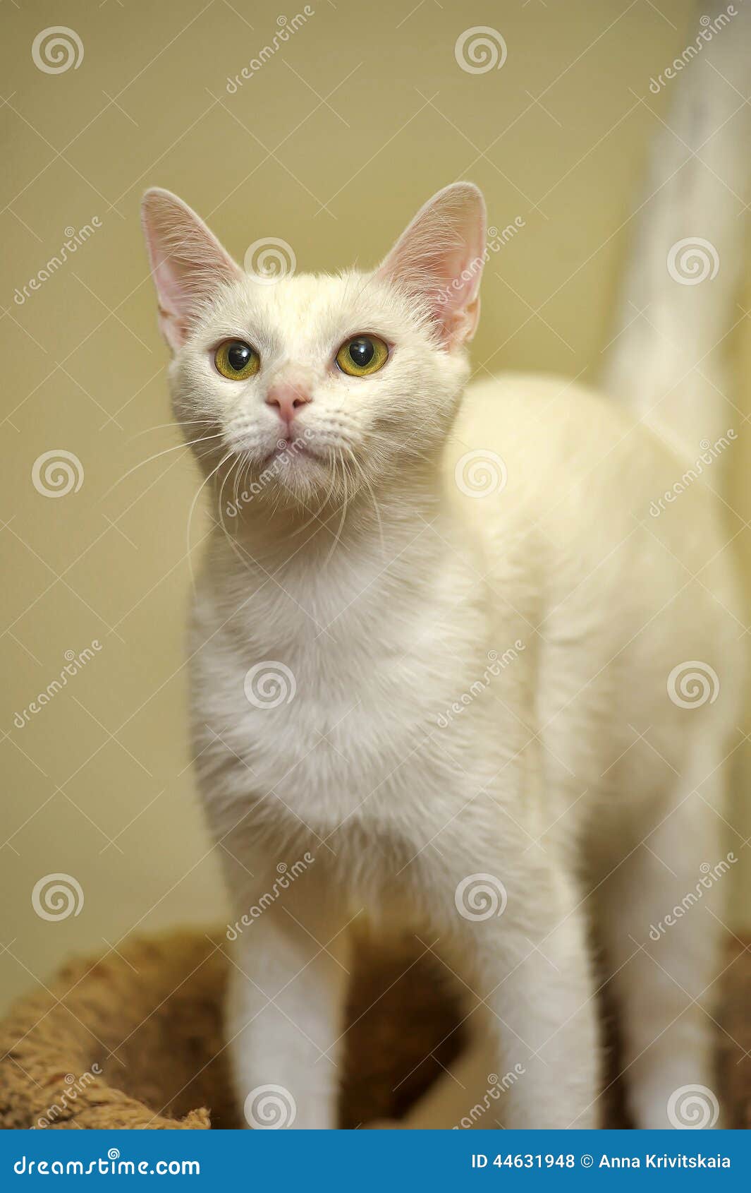 White short-haired cat stock photo. Image of nose, portrait - 44631948