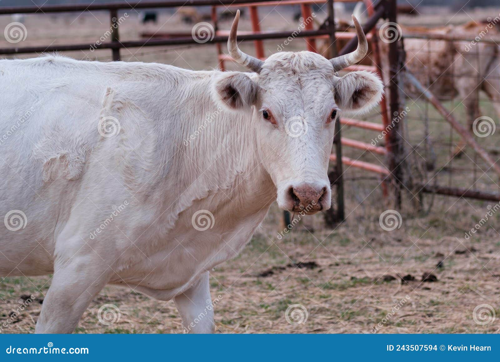 White Shorthorn Standing in a Pen Stock Photo - Image of snout ...