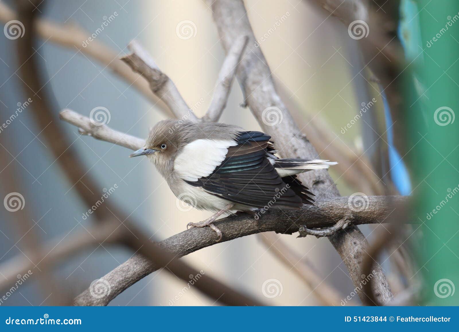 White-shouldered Starling stock photo. Image of sinensis - 51423844