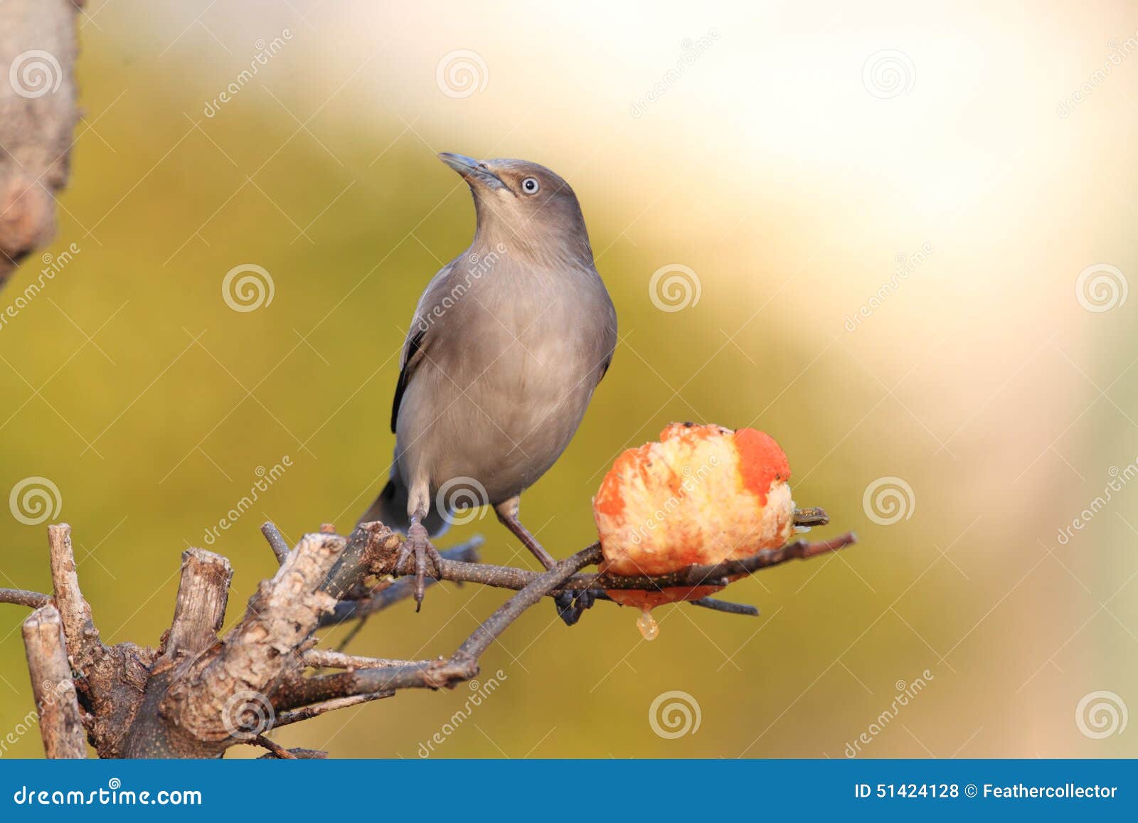 White-shouldered Starling stock photo. Image of japan - 51424128