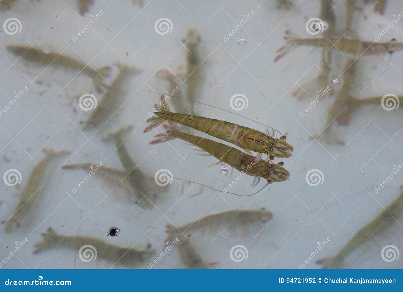 White Shrimp Vannamei Broodstock Stock Photo - Image of closeup, china ...