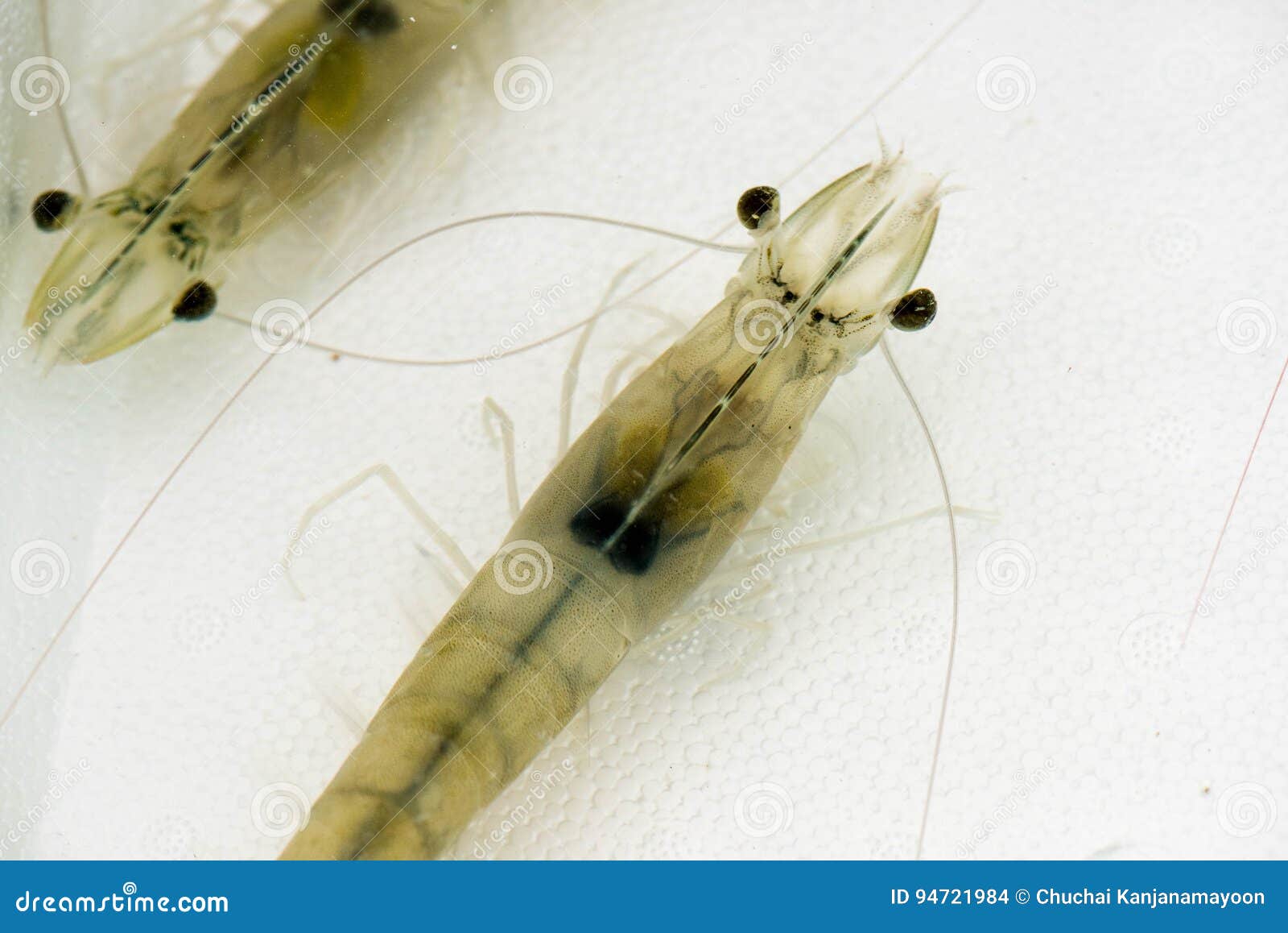White Shrimp Vannamei Broodstock Stock Photo - Image of india, healthy ...