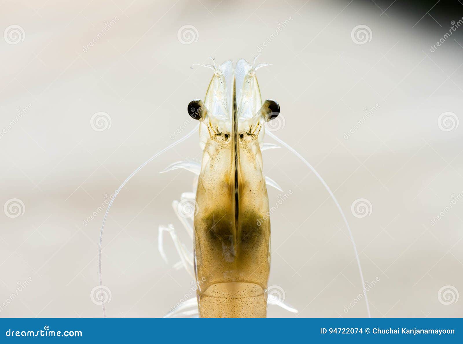 White Shrimp Vannamei Broodstock Stock Photo - Image of america ...