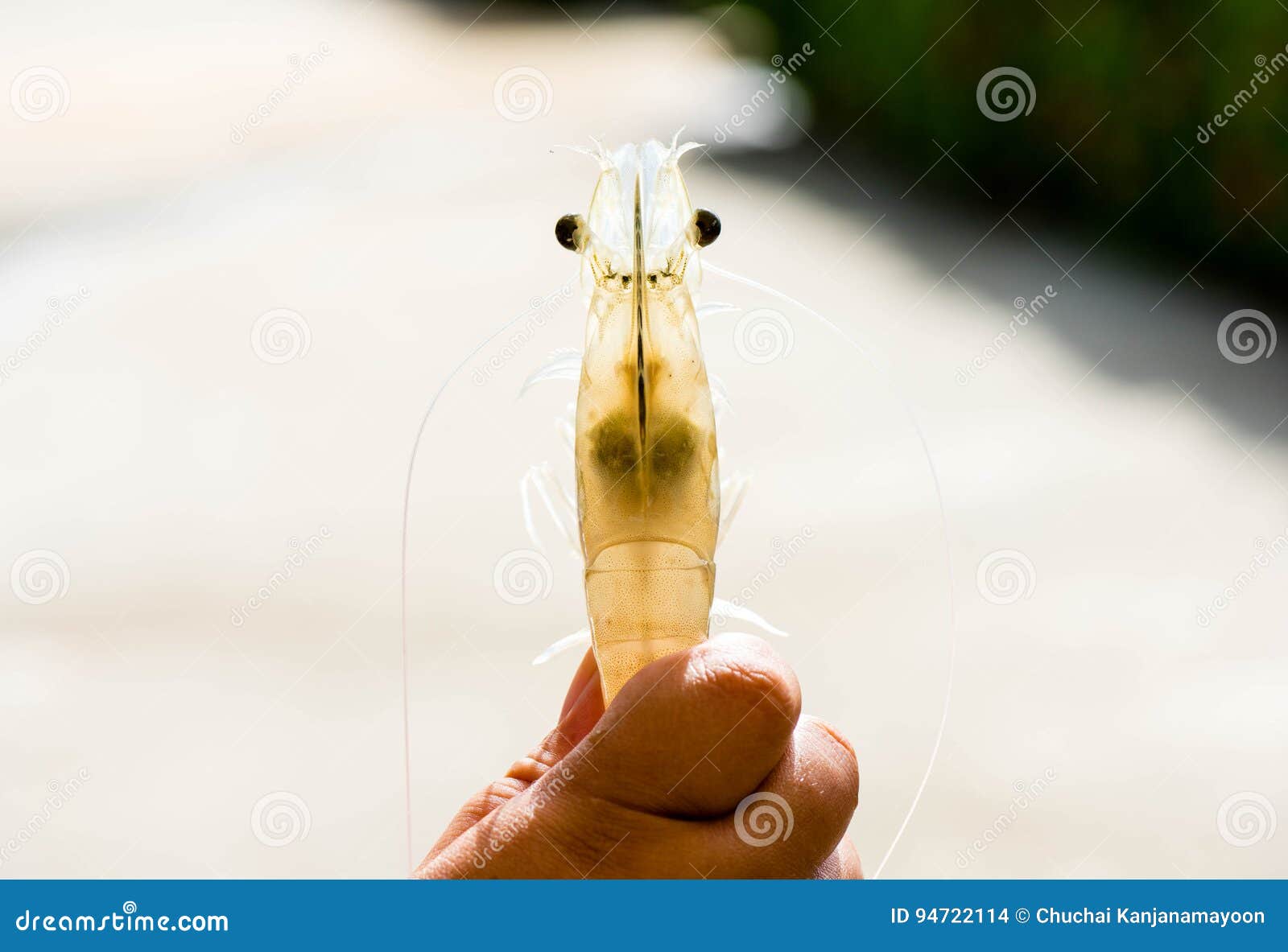 White Shrimp Vannamei Broodstock Stock Photo - Image of custracean ...