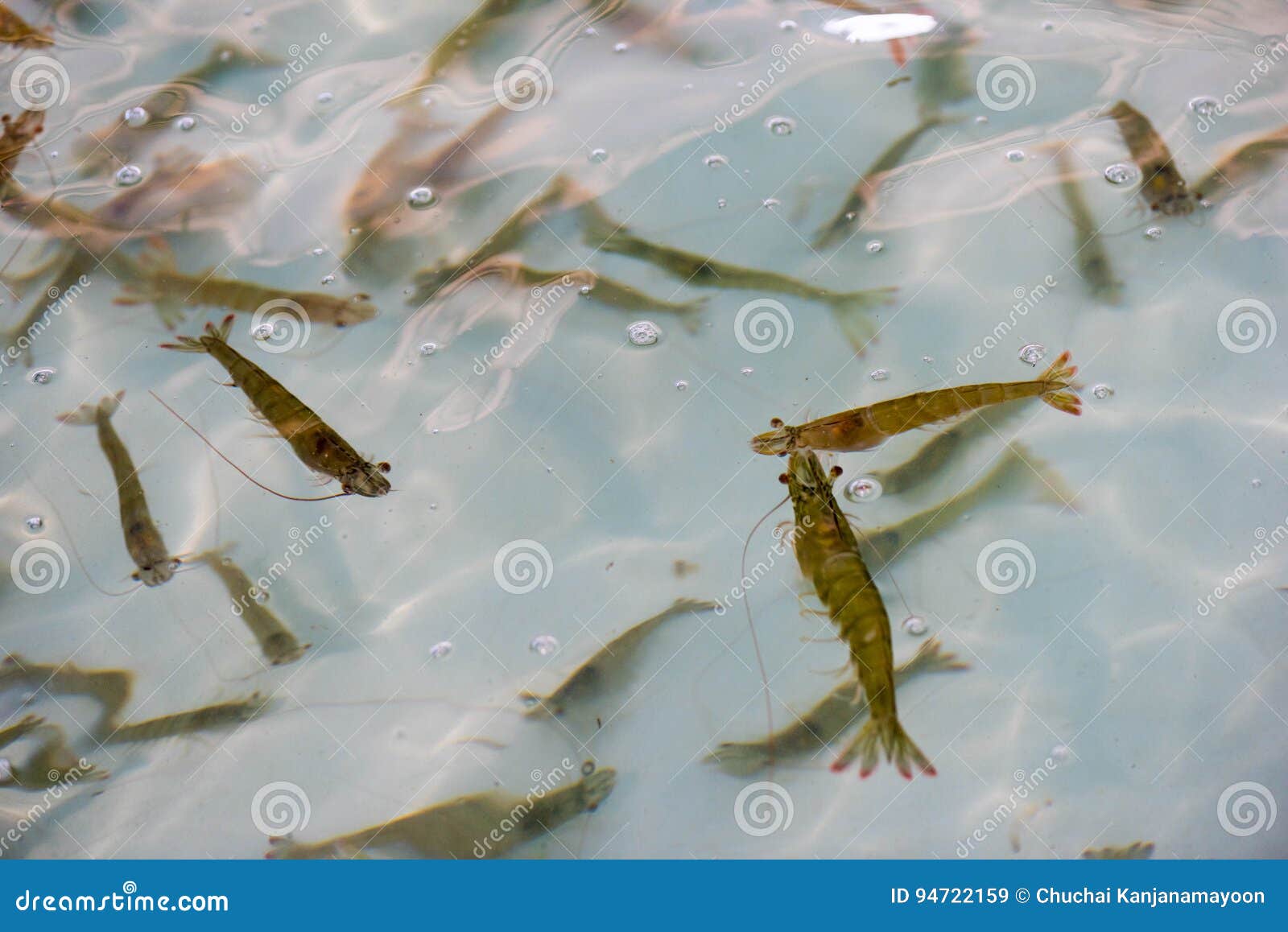 White Shrimp Vannamei Broodstock Stock Image - Image of central ...