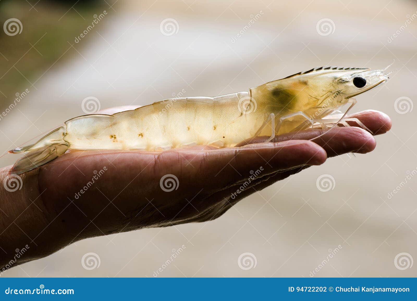 217 Vannamei Isolated White Background Stock Photos - Free & Royalty ...