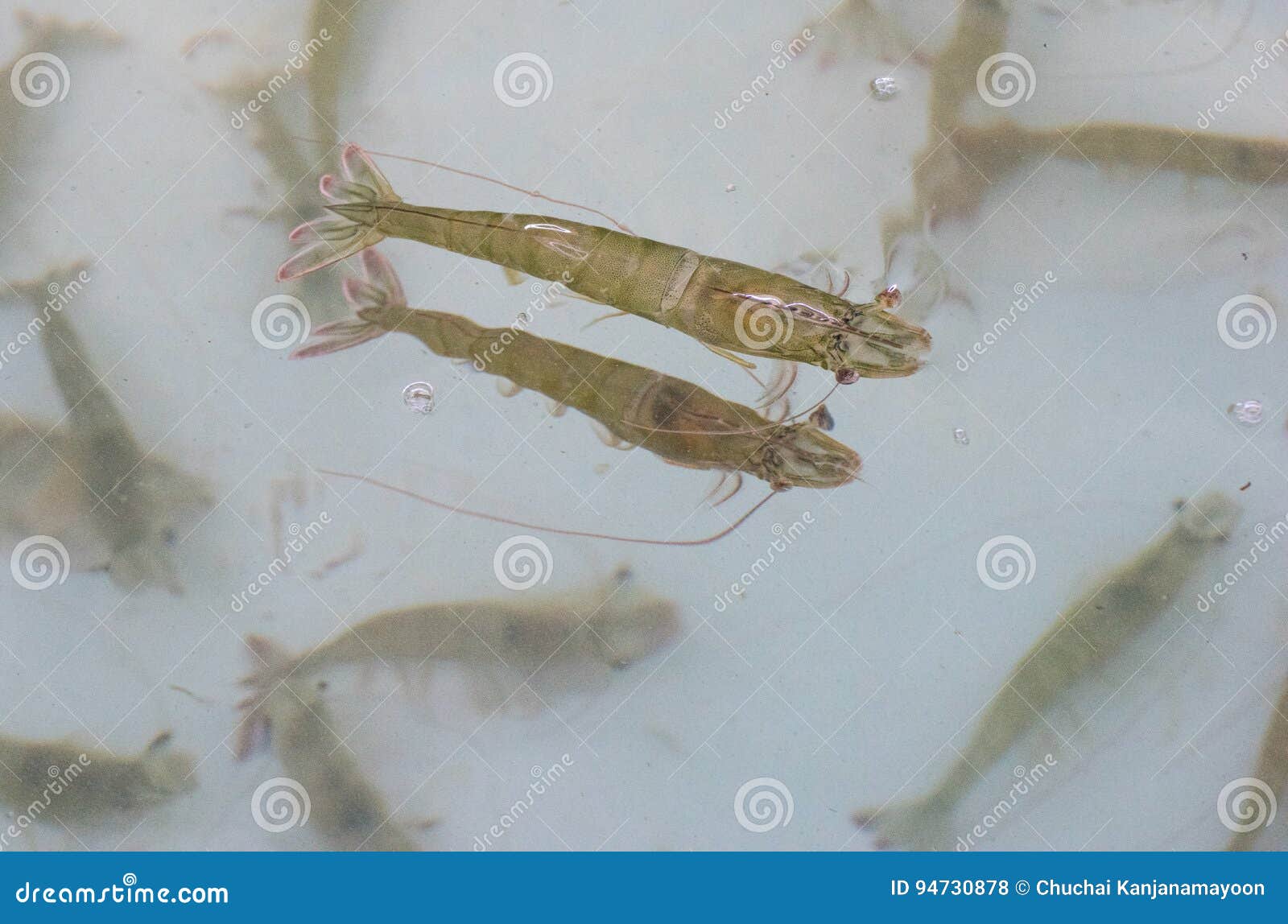 White Shrimp Vannamei Broodstock Stock Photo - Image of breeding ...