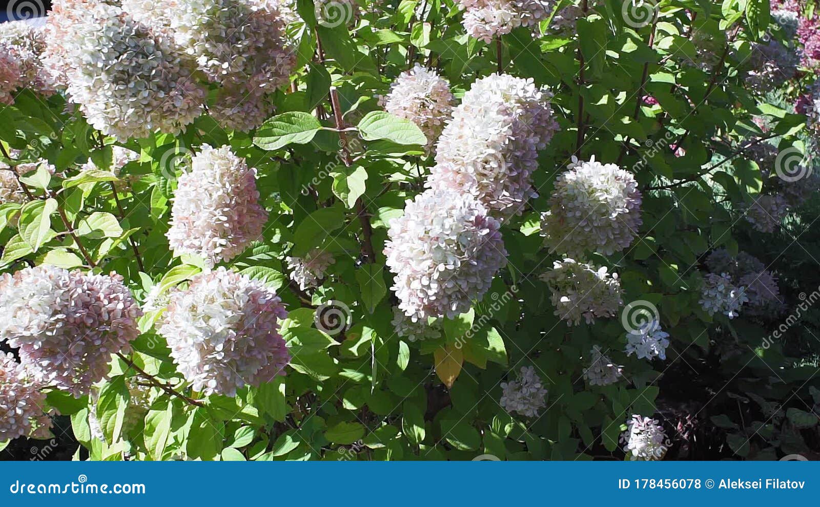 Hydrangea Paniculata Bush with Hydrangea Flowers that Sway in the Wind ...