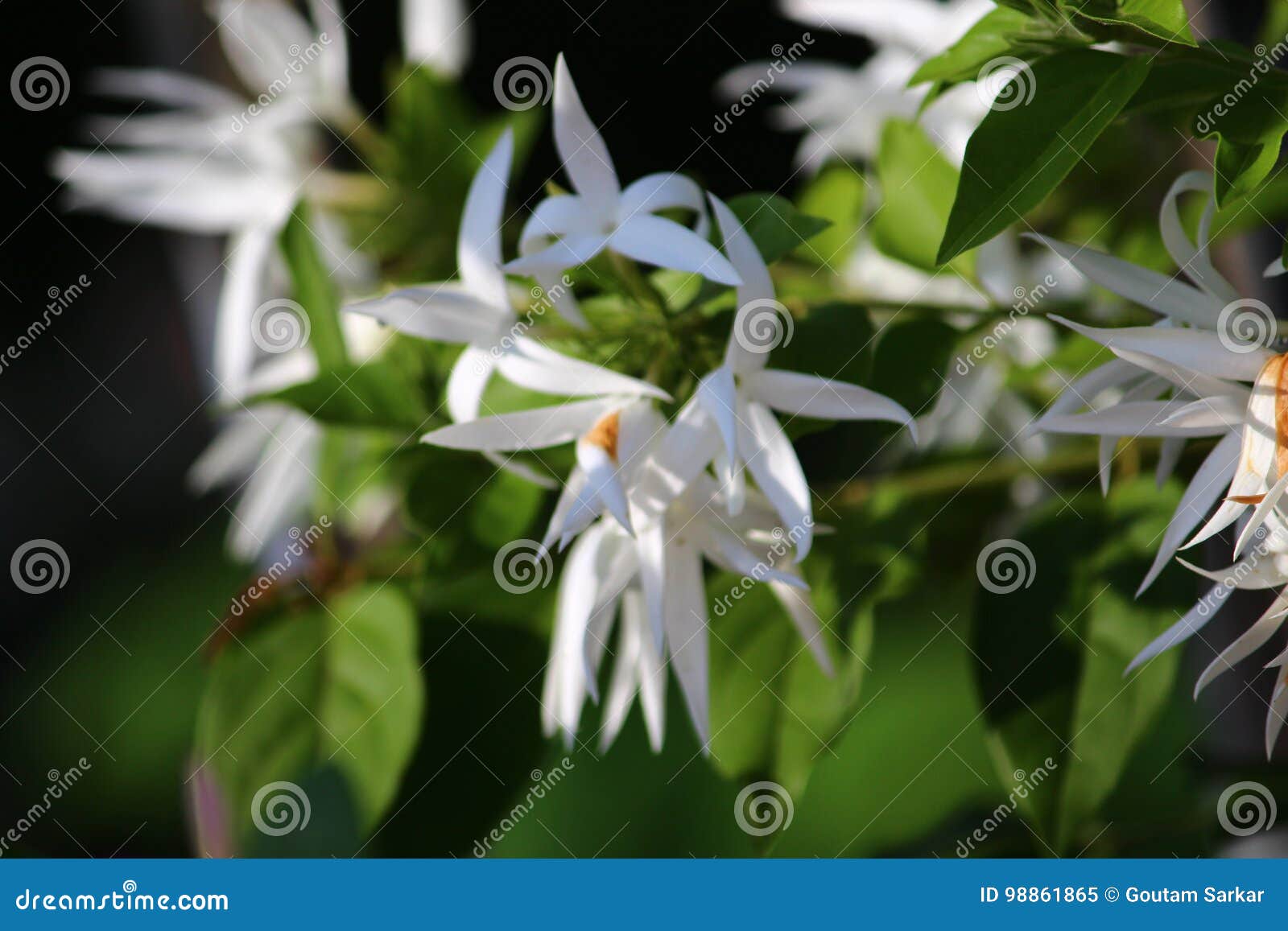 Shuli Flower Stock Photos - Free & Royalty-Free Stock Photos from ...