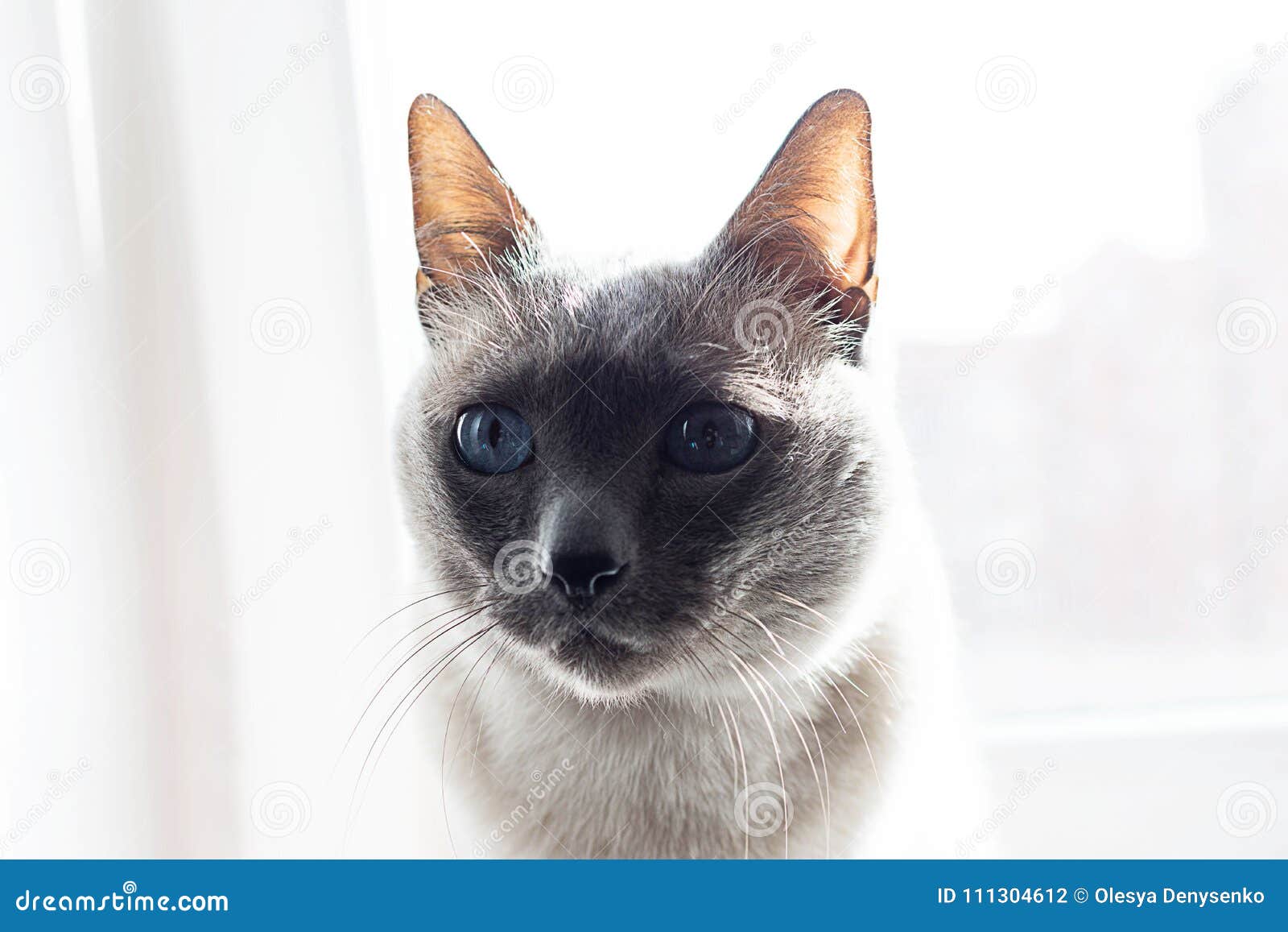 White Siamese Cat on White Background Stock Photo - Image of purebred ...