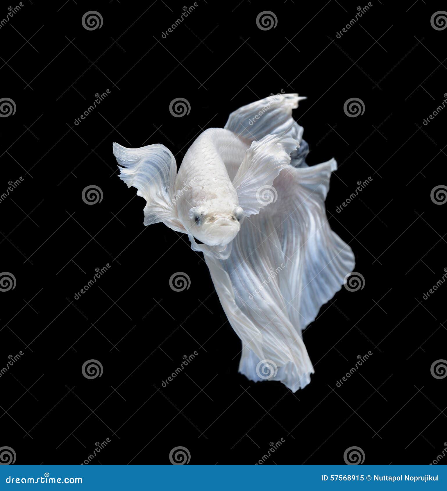 White Siamese Fighting Fish, Betta Fish Isolated on Black Backgr Stock ...