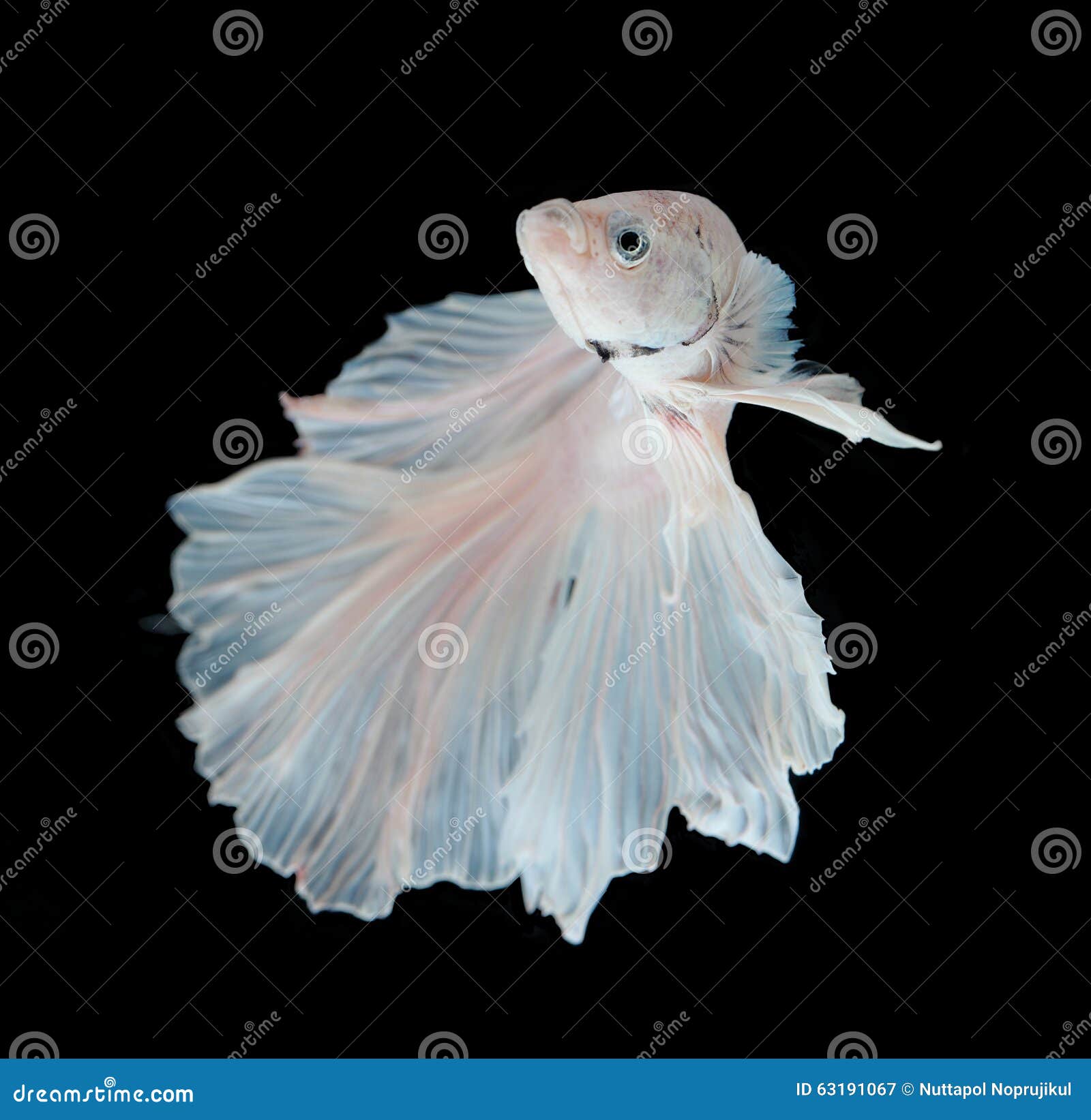 White Siamese Fighting Fish, Betta Fish Isolated on Black Background ...