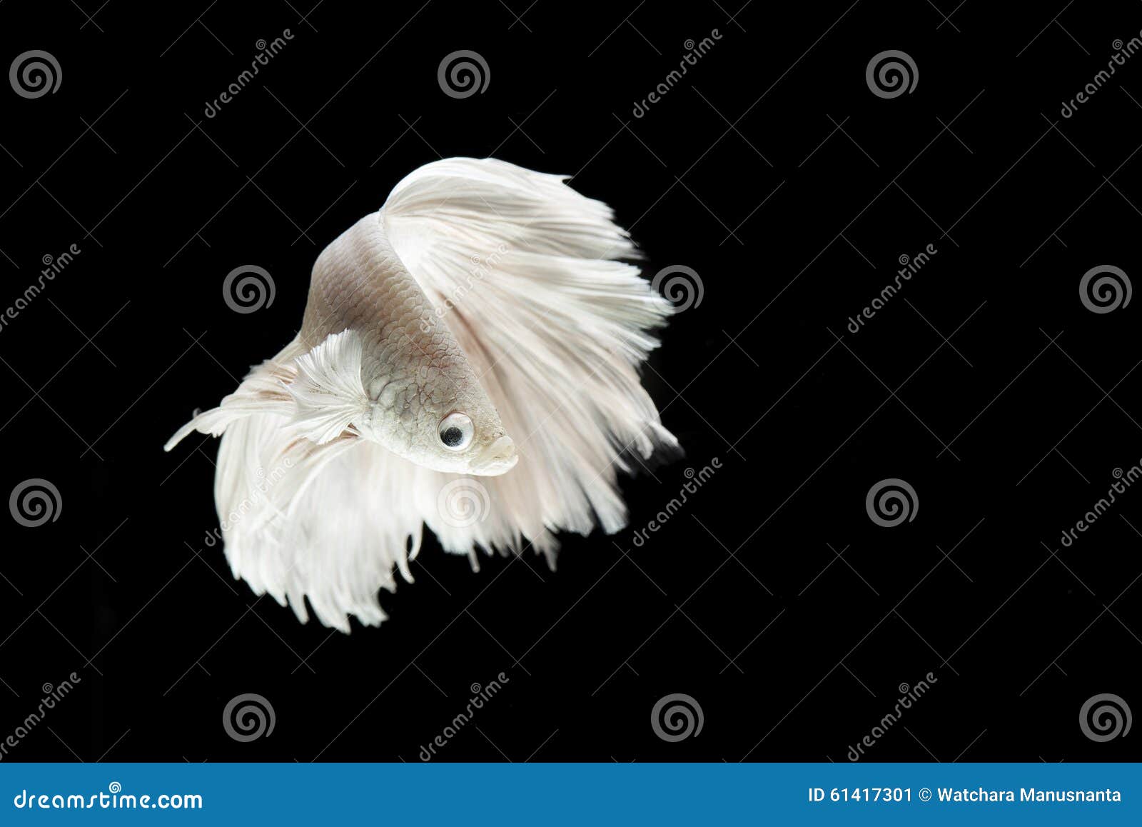 White Siamese Fighting Fish on Black Background Stock Image - Image of ...