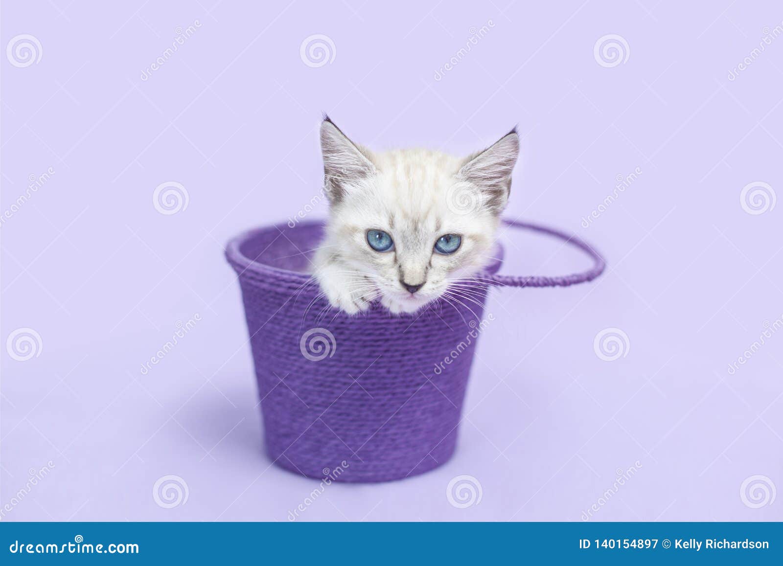 White Siamese Kitten Inside a Purple Bucket, Purple Background Stock ...