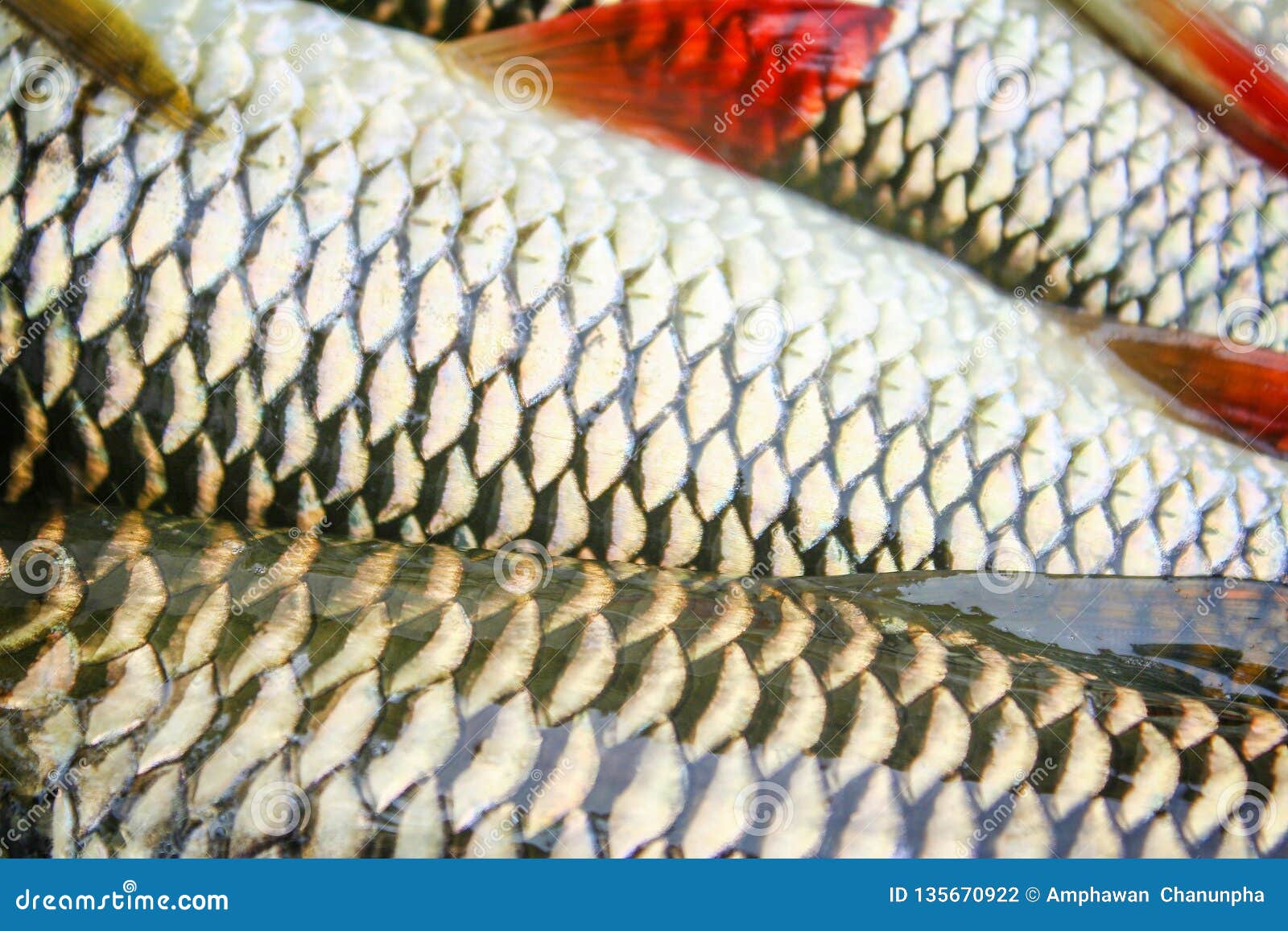 Siamese Mud Carp,small Freshwater,asia Isolated On White Background ...